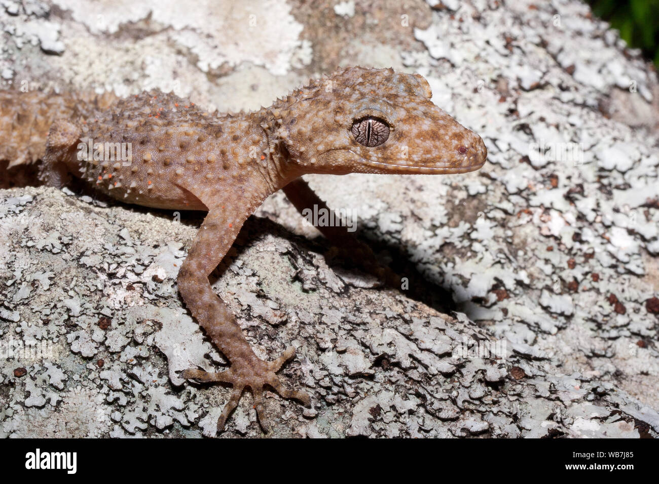 Broad-tailed or Southern Leaf-tailed Gecko Stock Photo - Alamy