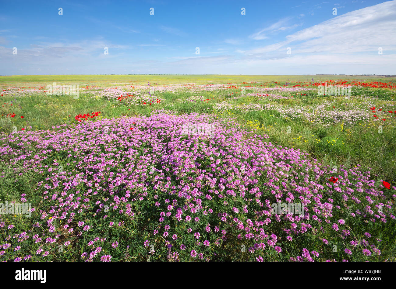Spring flowers in meadow. Beautiful landscapes Stock Photo - Alamy