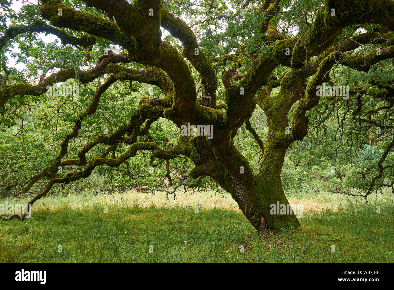 The ranch and historic landmark at Jack London State Historic Park in ...