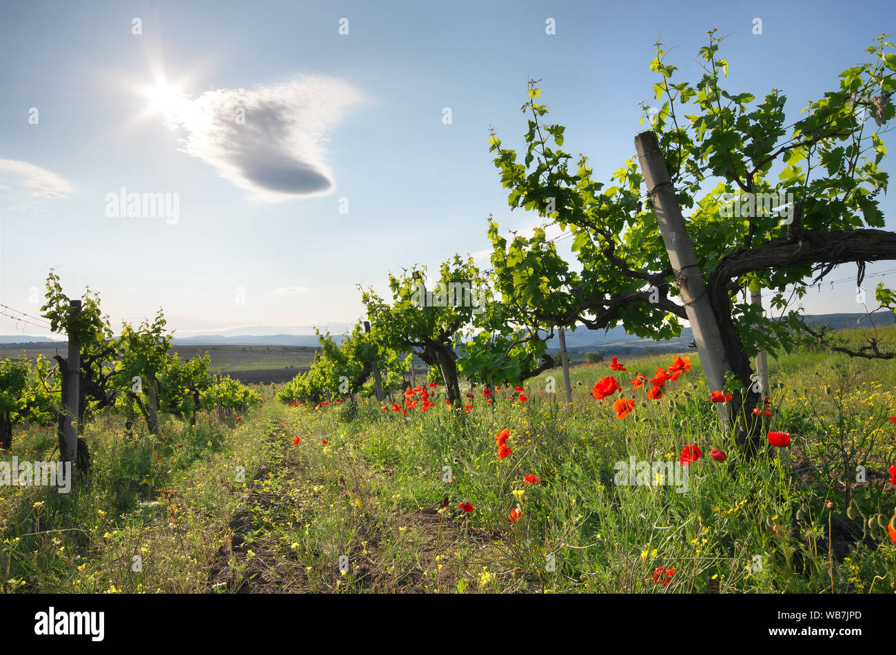 Landscape of vineyard. Nature composition Stock Photo - Alamy