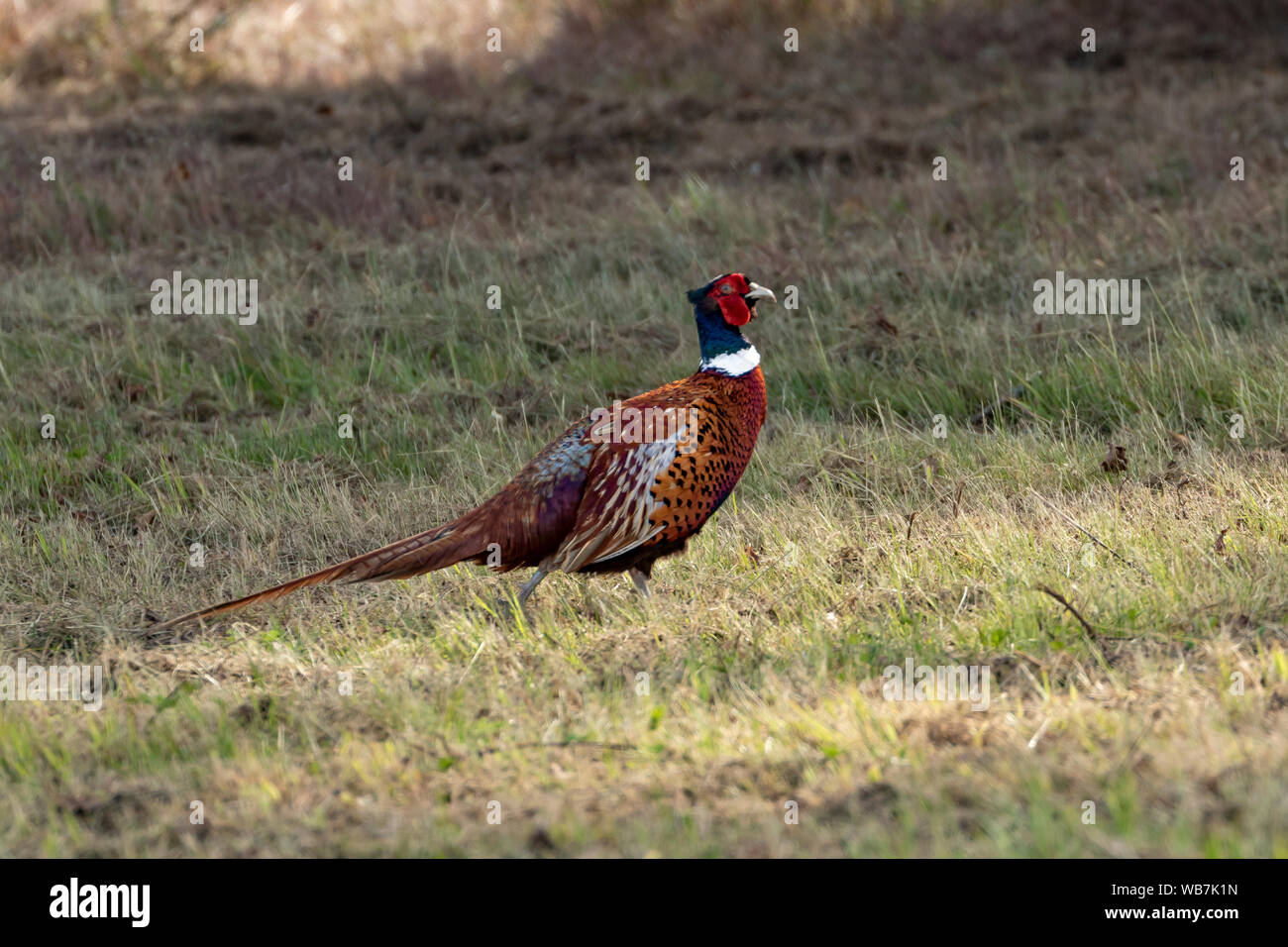 Common pheasant- Faisan de Colchide (Phasianus colchicus Stock Photo ...