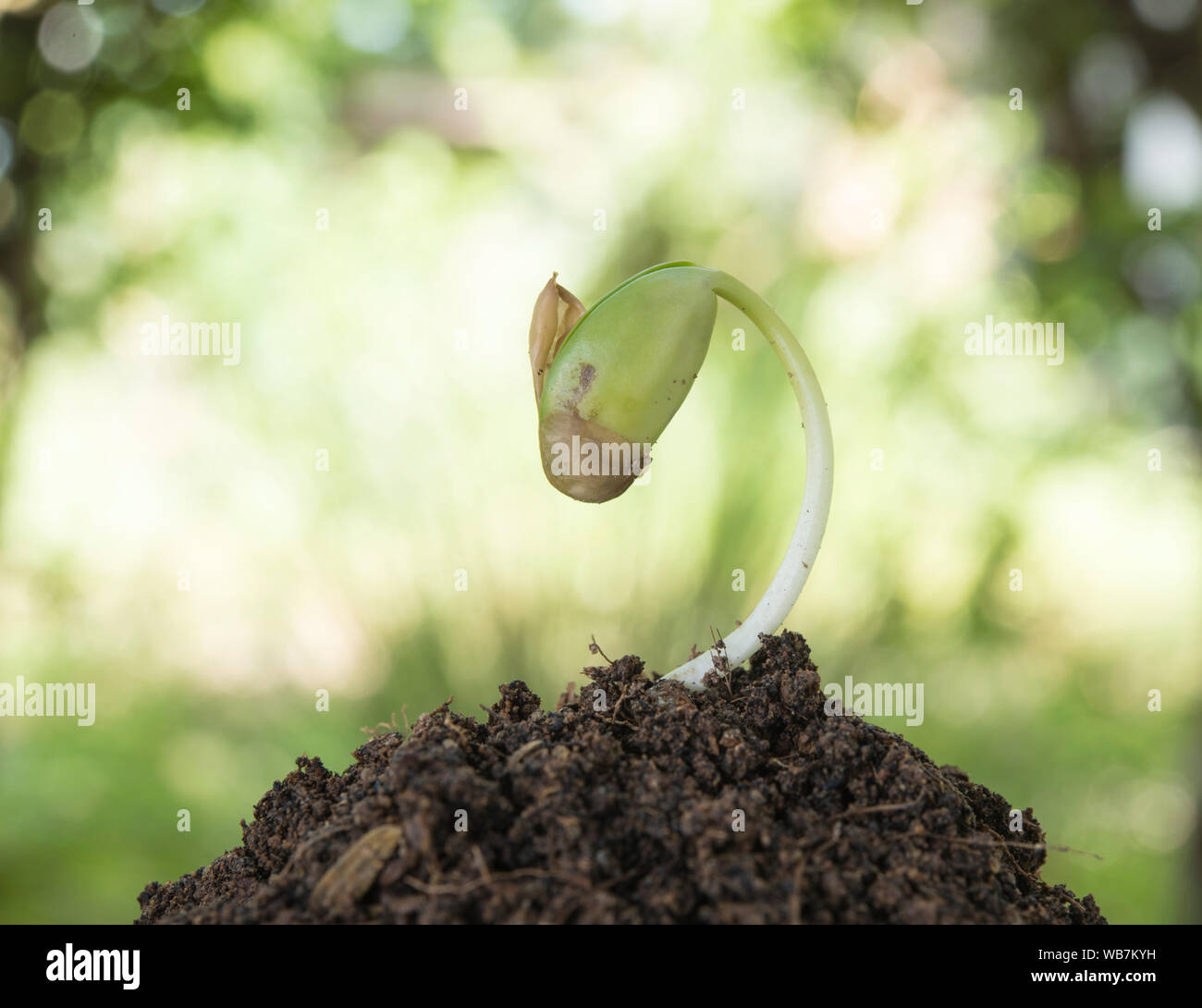 Seeding business hi-res stock photography and images - Alamy