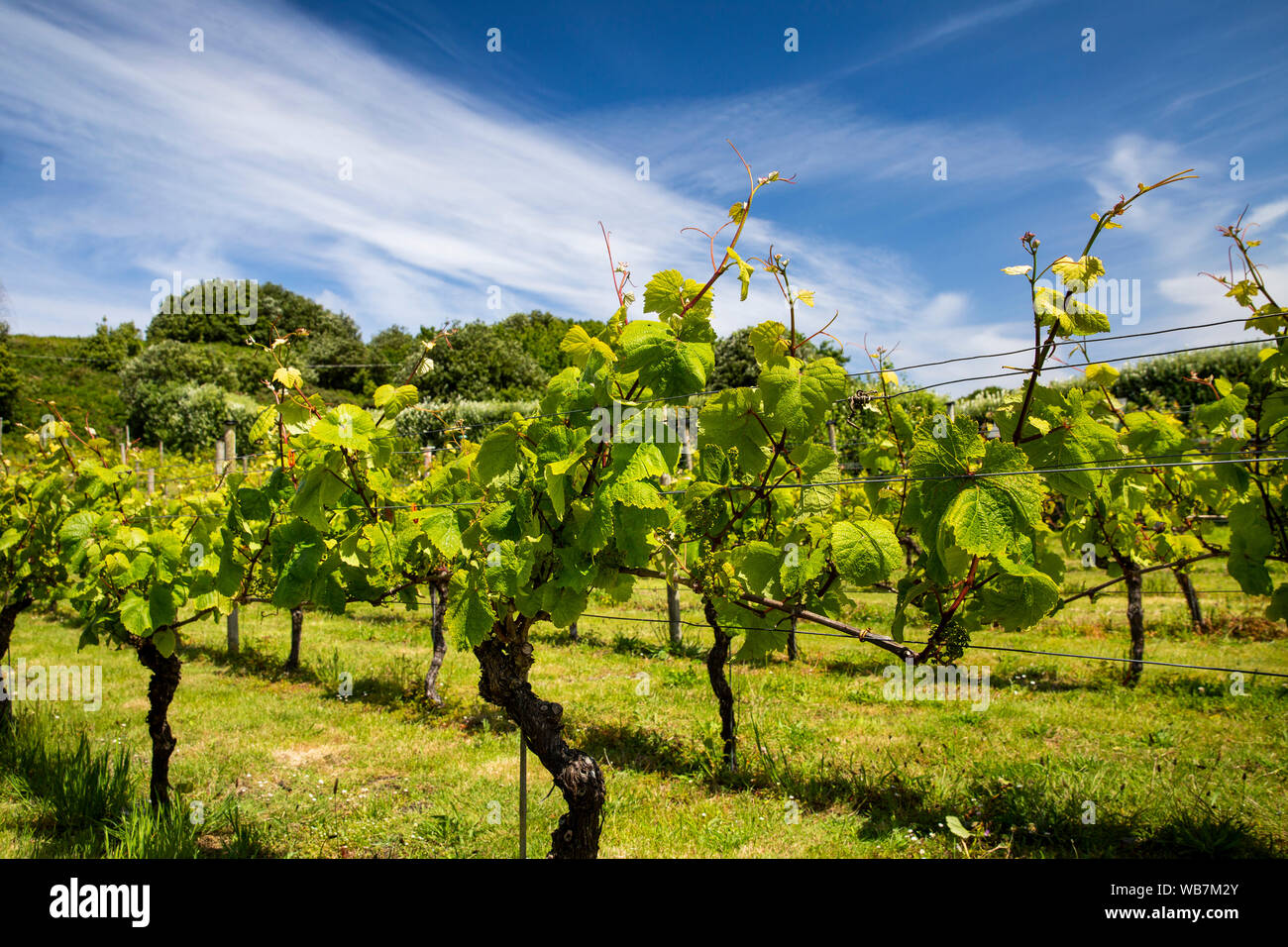 English vineyard historic hi-res stock photography and images - Alamy