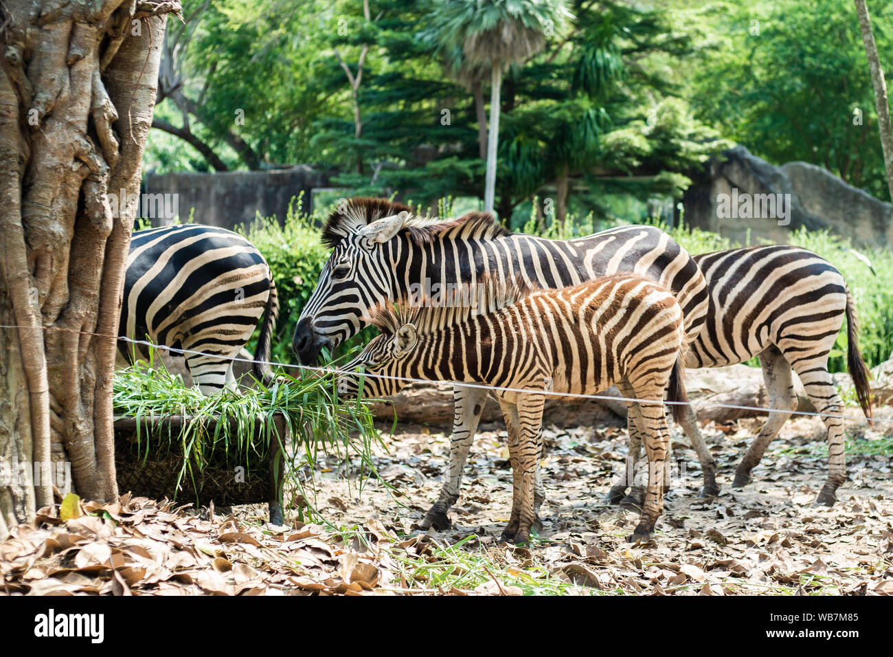 Zebra in the zoo. In the park in nature. Zoo animals concept Stock ...