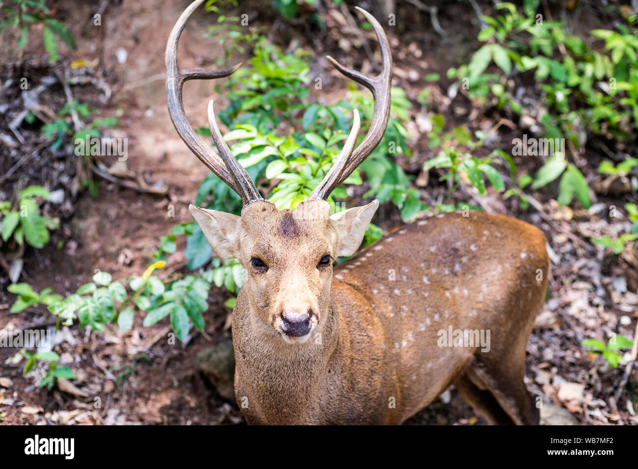 beautiful fawn. Concept animals in the zoo Stock Photo - Alamy