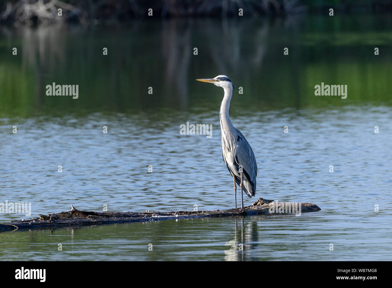 Grey heron-Héron cendré (Ardea cinerea), Auvergne, France Stock Photo ...
