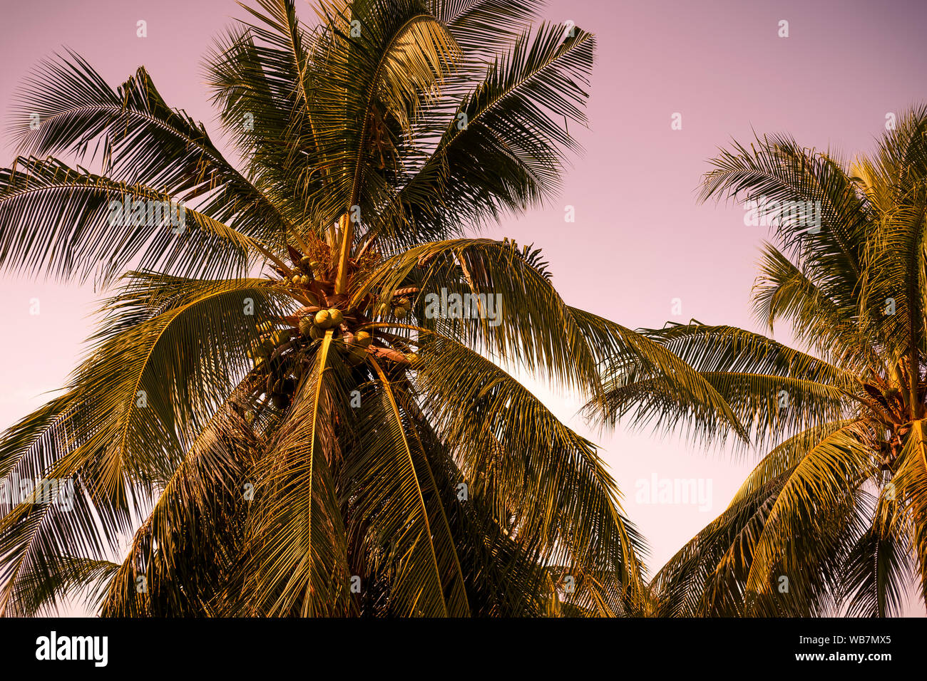 background image of coconut tree on sunset sky Stock Photo - Alamy