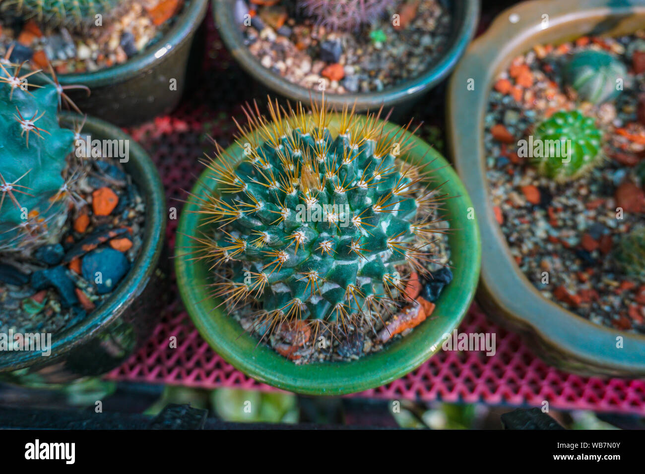 A cactus is a member of the plant family Cactaceae, Collection of ...