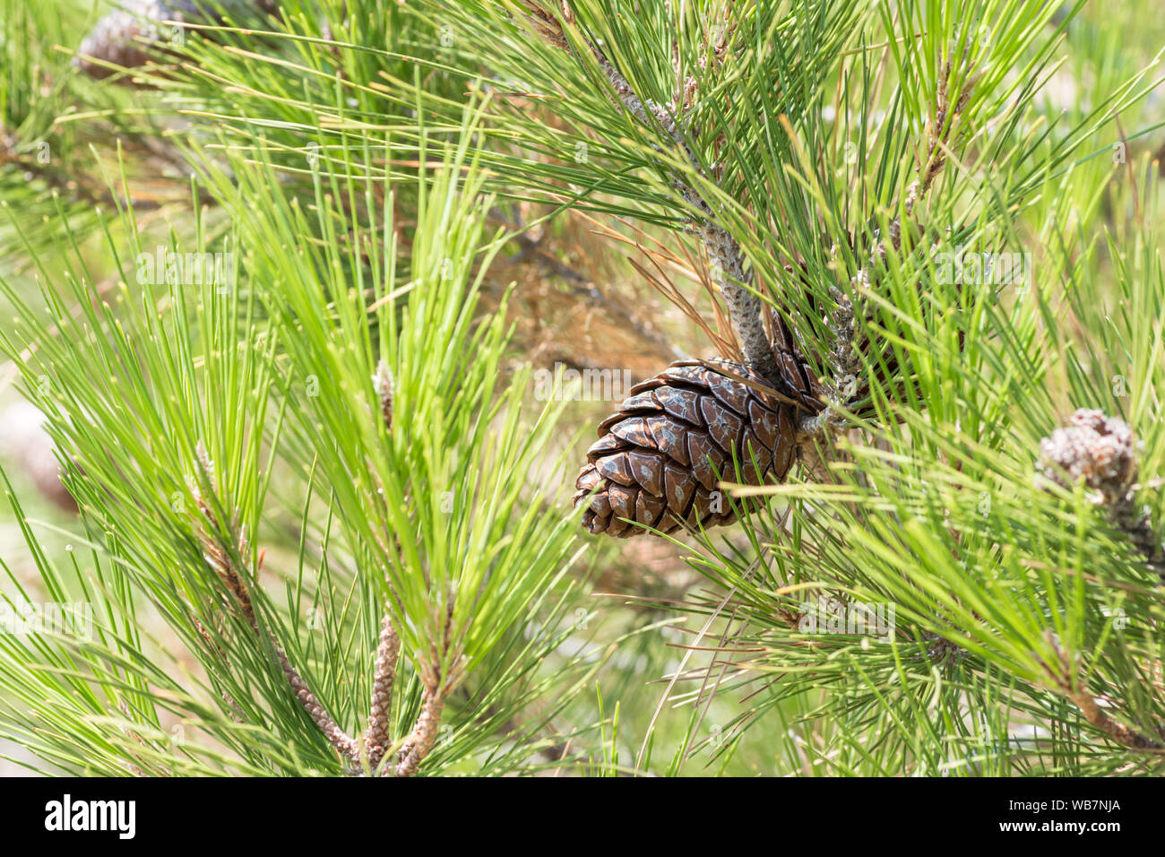 Cone on the tree hi-res stock photography and images - Alamy