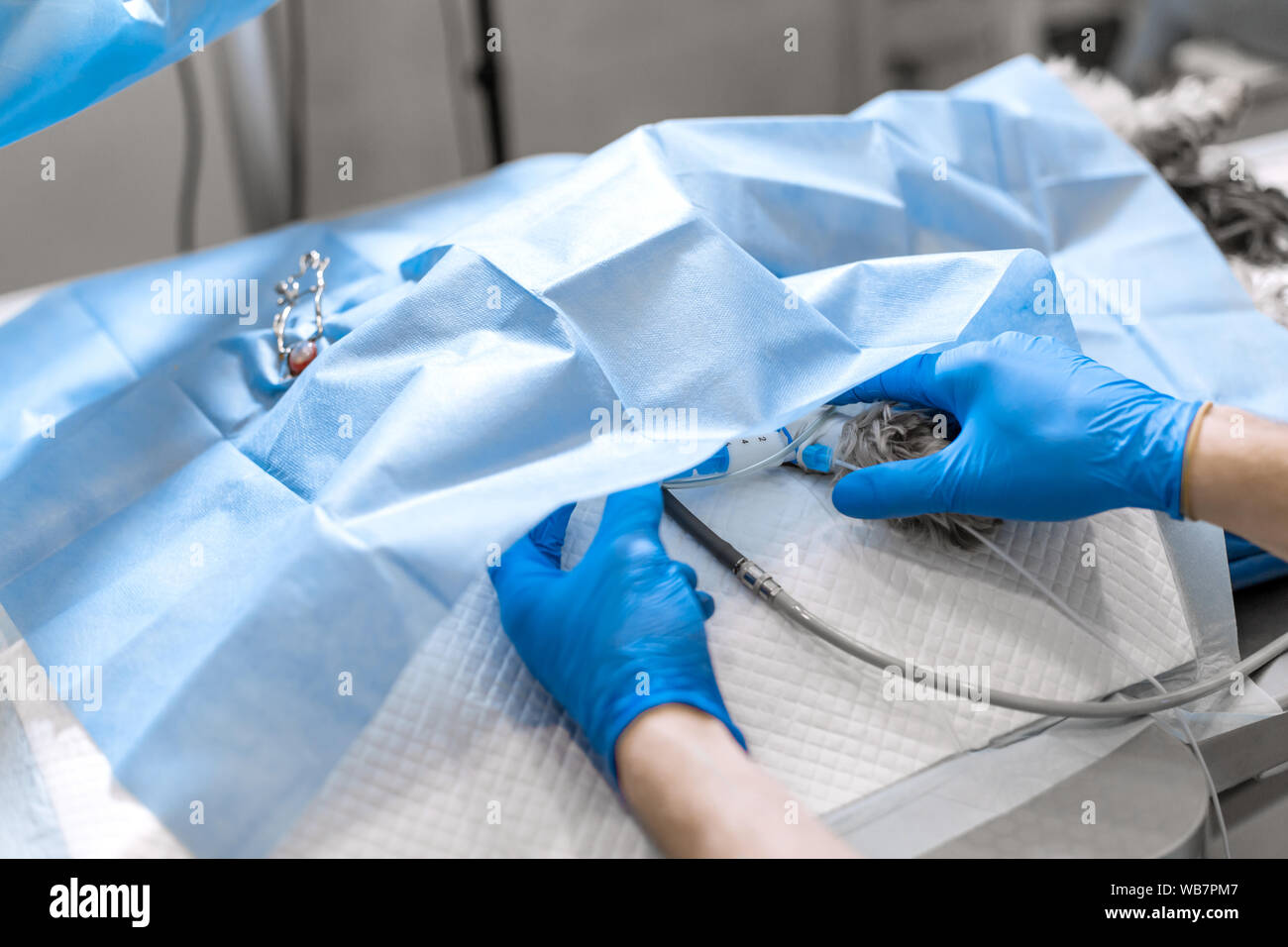 Vet surgeon assistant cover dog patient by sterile cover. preparing to ...