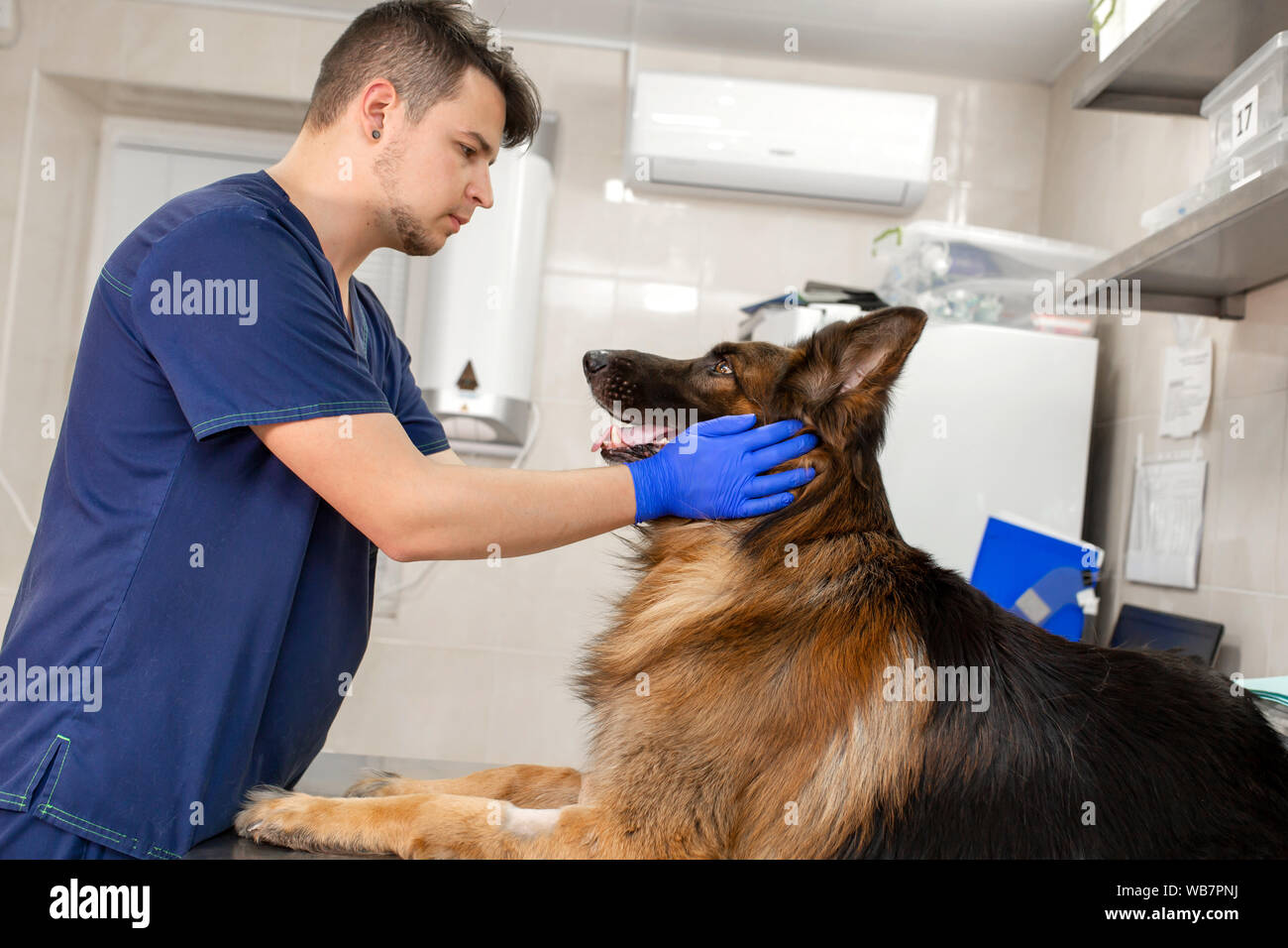 young vet at the clinic with a dog German shepherd breed. Animal ...