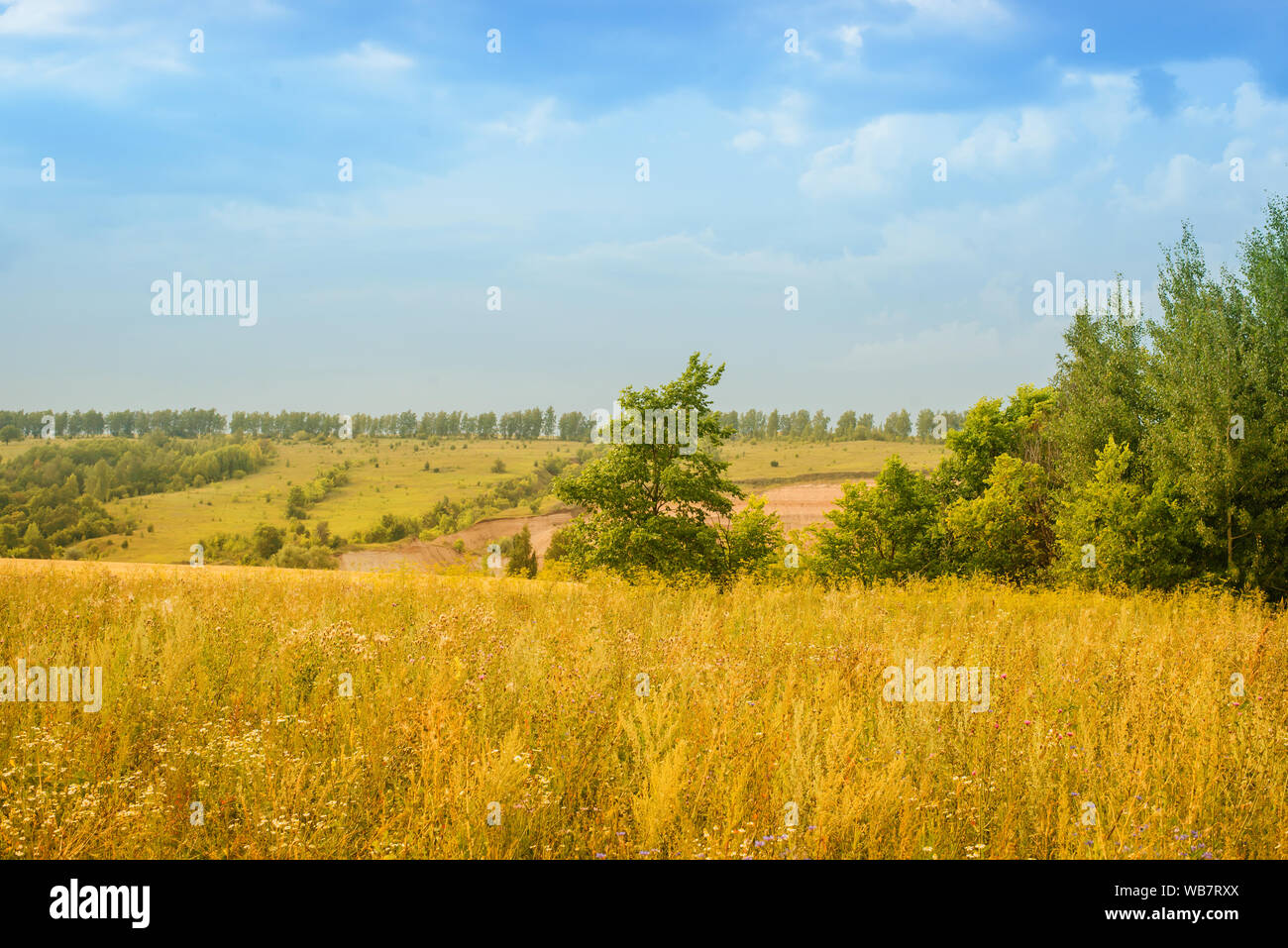 Summer landscape with a vast, yellow field on a background of blue sky ...