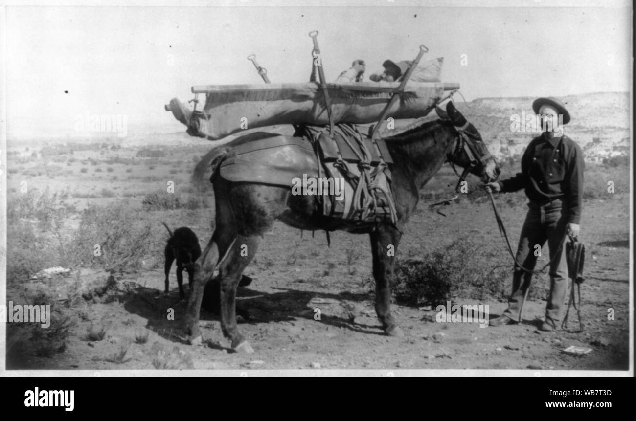 Fort Verde, Ariz., 1887: Mule litter invented by E.A. Mearns Abstract ...