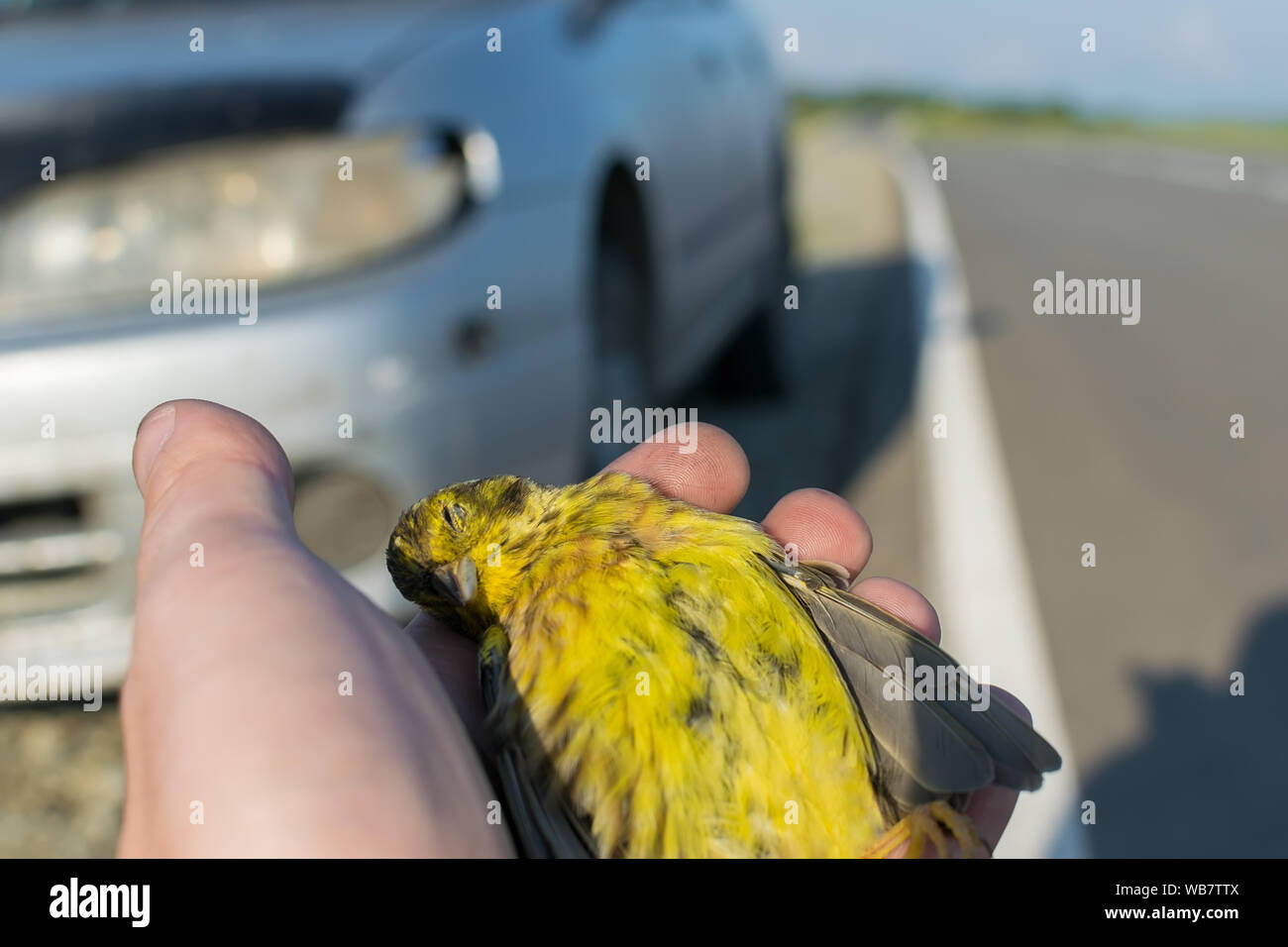 Dead bird in hand hi-res stock photography and images - Alamy