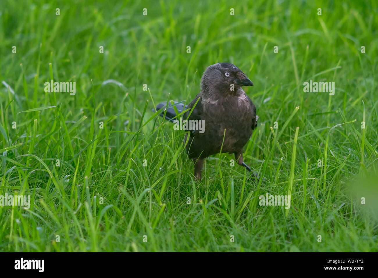 Crow stands hi-res stock photography and images - Alamy