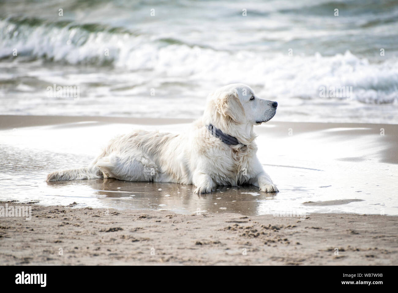 Dog laying on a summer Baltic seashore Stock Photo - Alamy