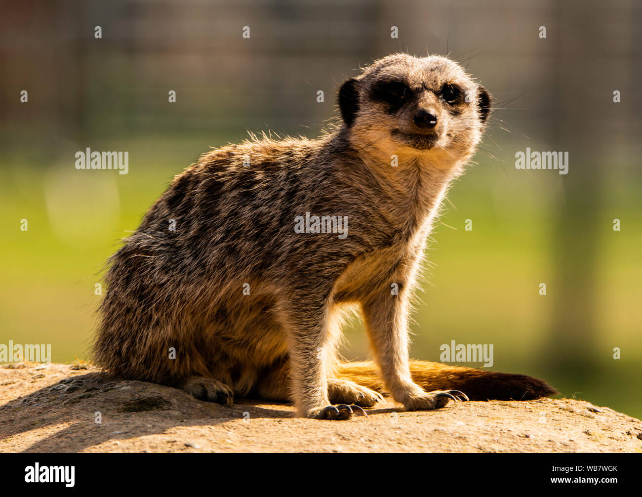 A Close up portrait of a Meerkat Stock Photo - Alamy