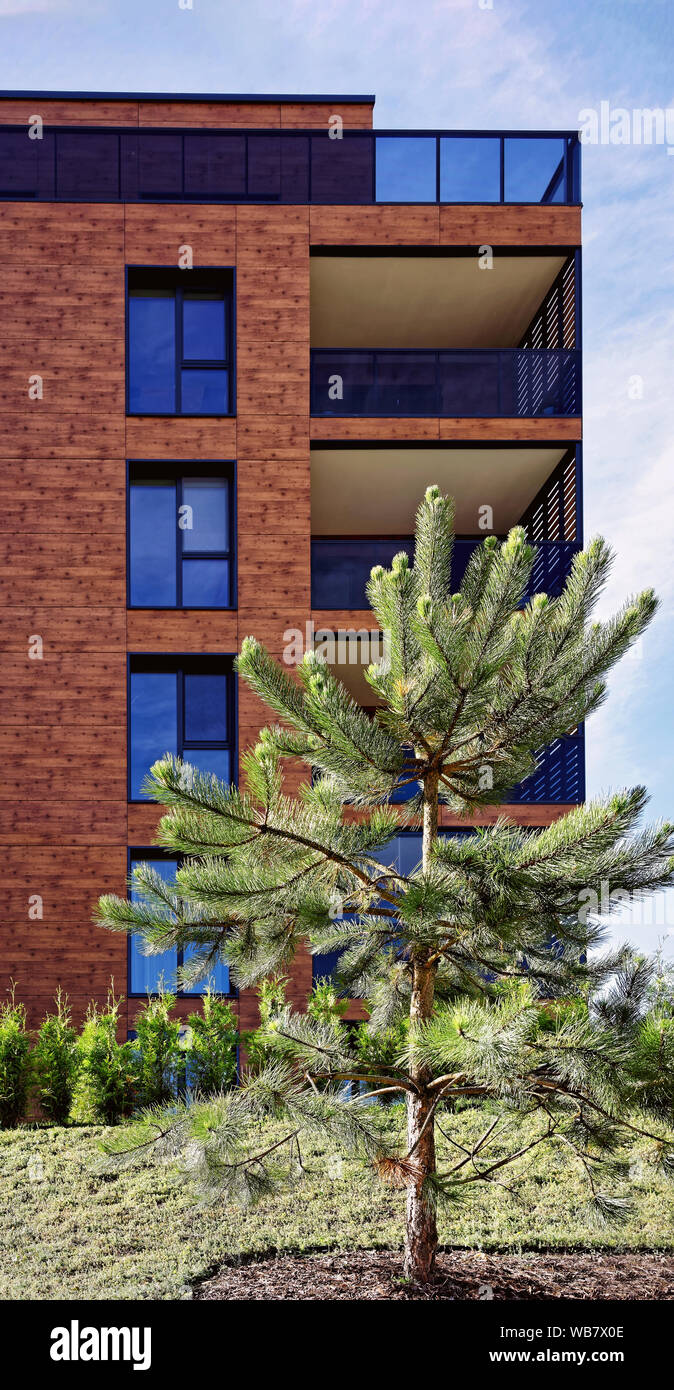Pine trees at Modern architectural complex of apartment buildings. And ...