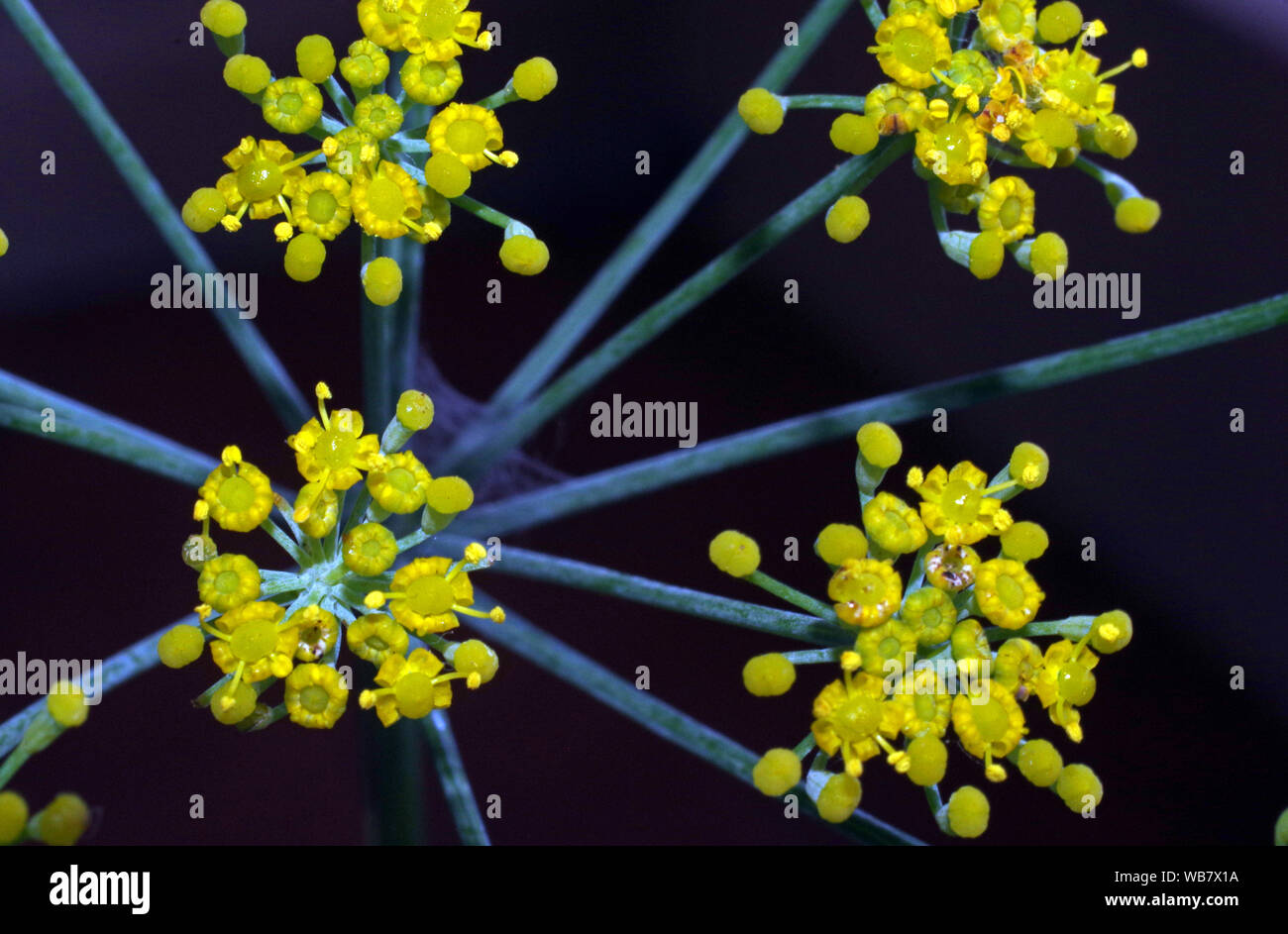 Flower of wild fennel (foeniculum vulgare) close-up on black background ...