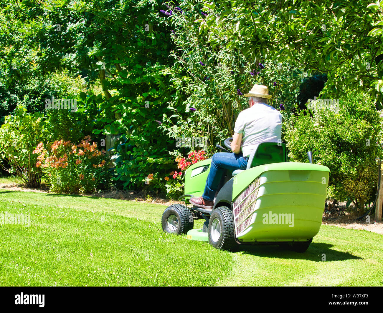 Senior man 75 old years driving a tractor lawn mower in garden with ...