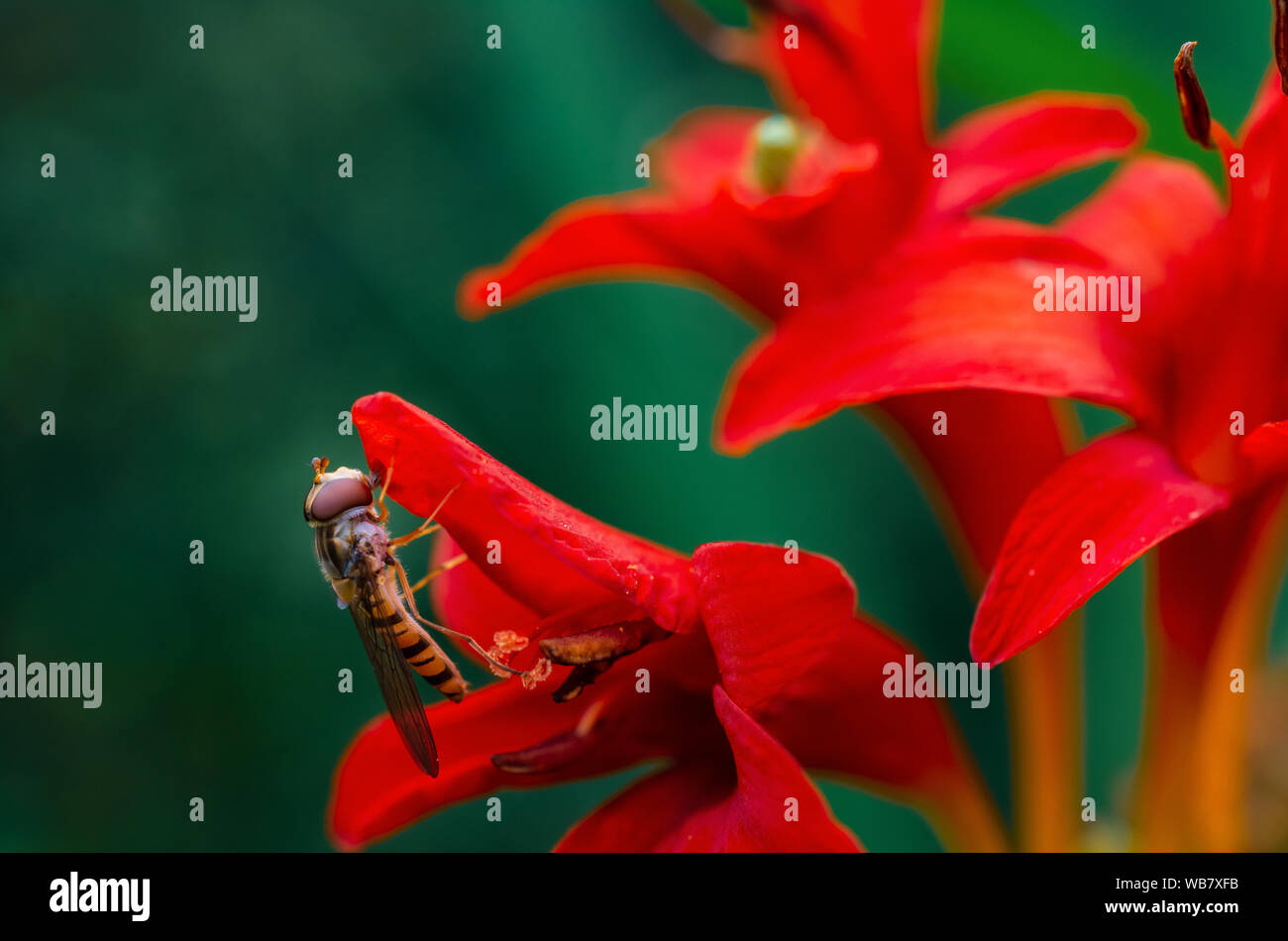 Red flower flies hi-res stock photography and images - Alamy