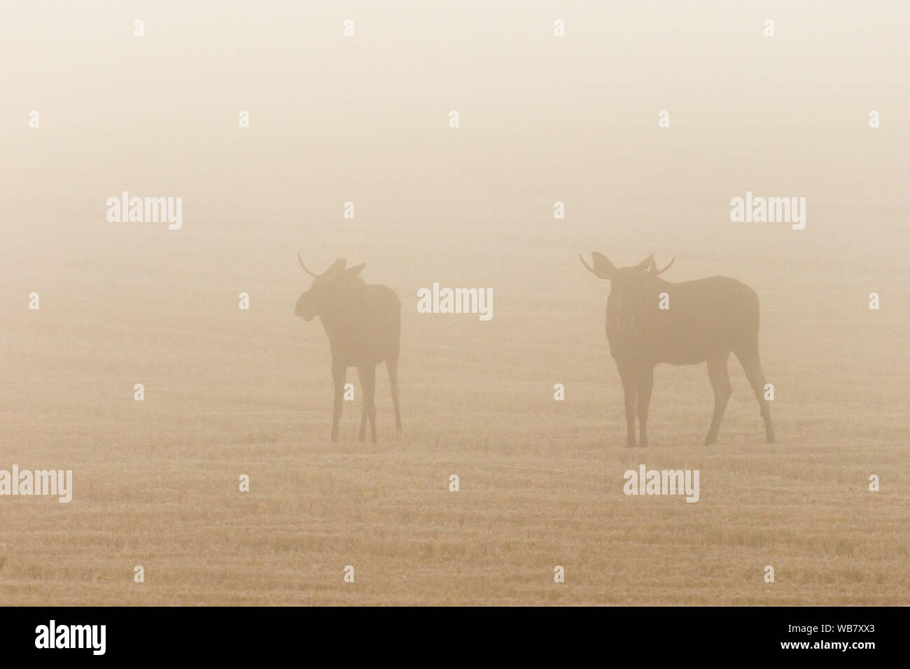 Two bull moose in a stubble field in a misty morning Stock Photo - Alamy