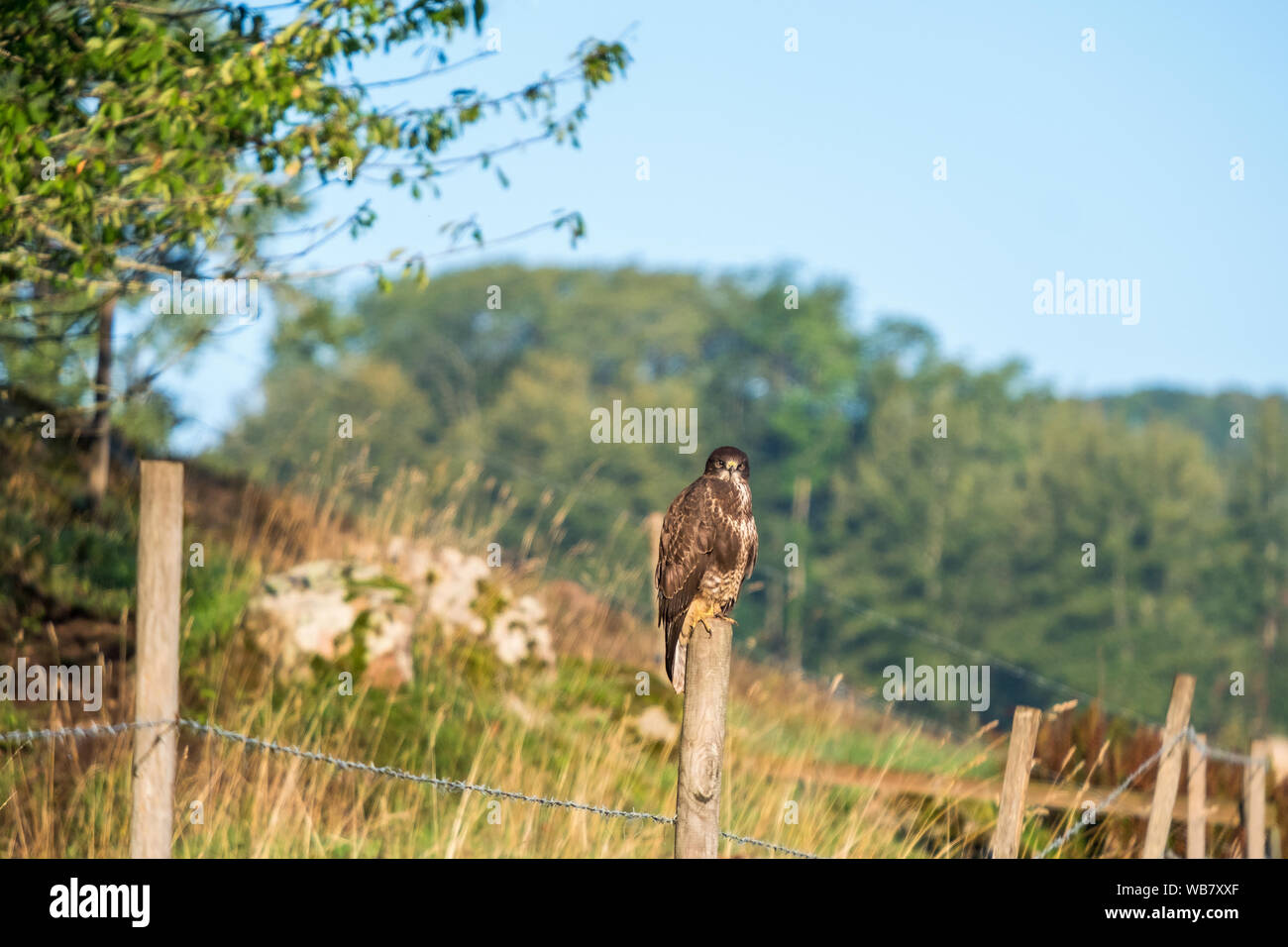 Intermediate camera hi-res stock photography and images - Alamy
