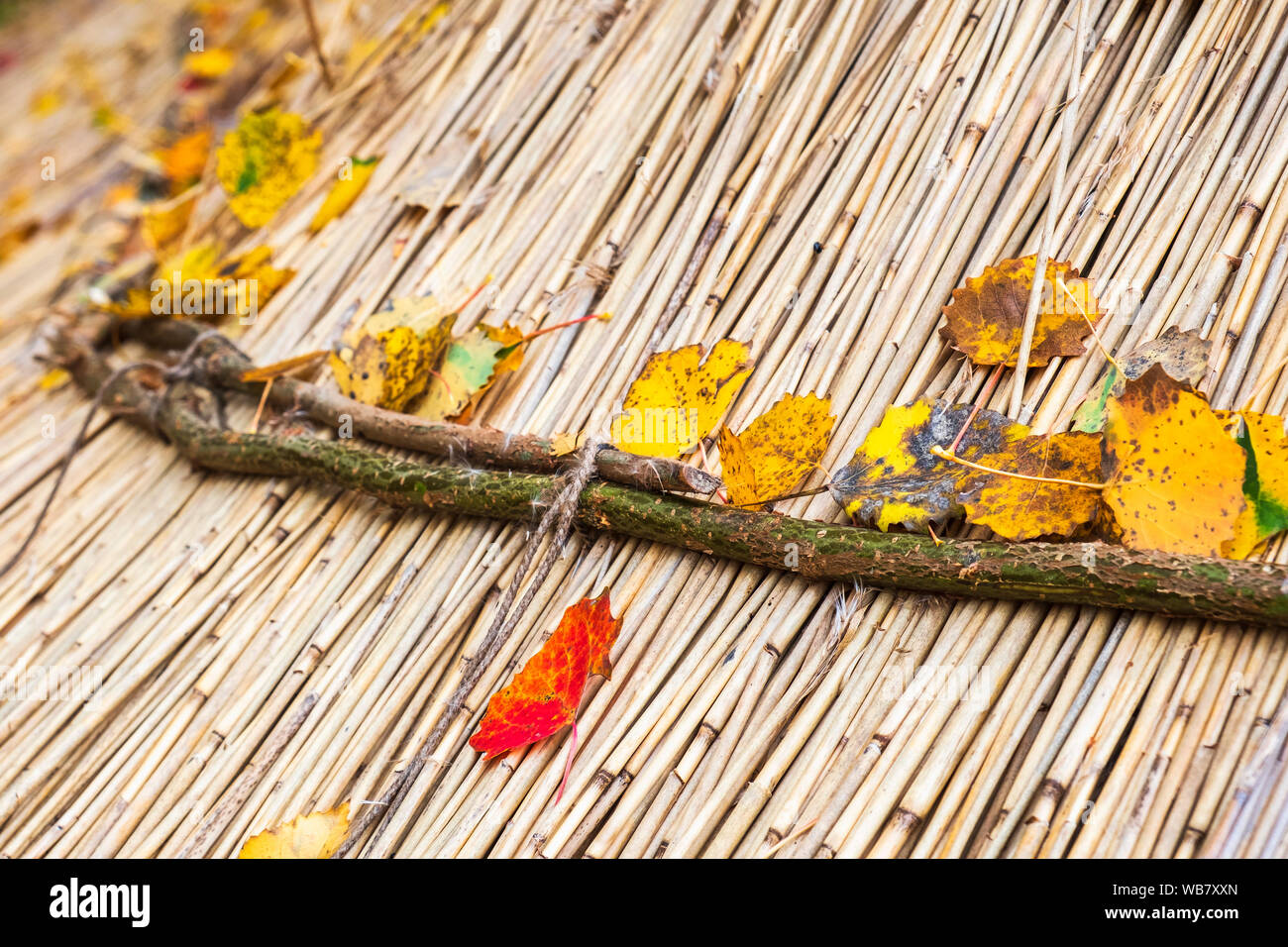 Fallen autumn leaves on a thatched roof Stock Photo - Alamy