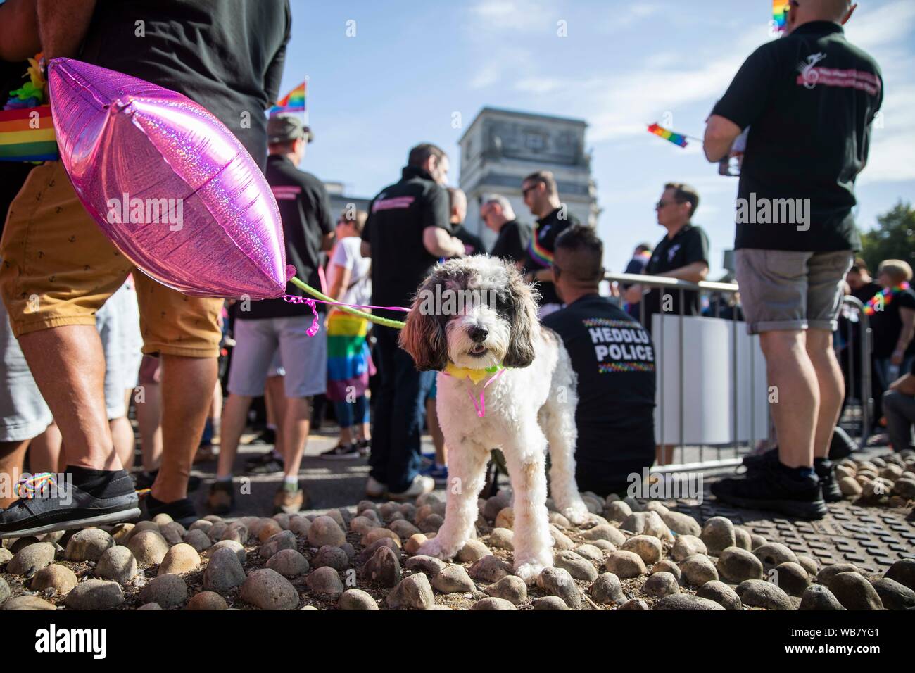 Dog rainbow flag hi-res stock photography and images - Alamy