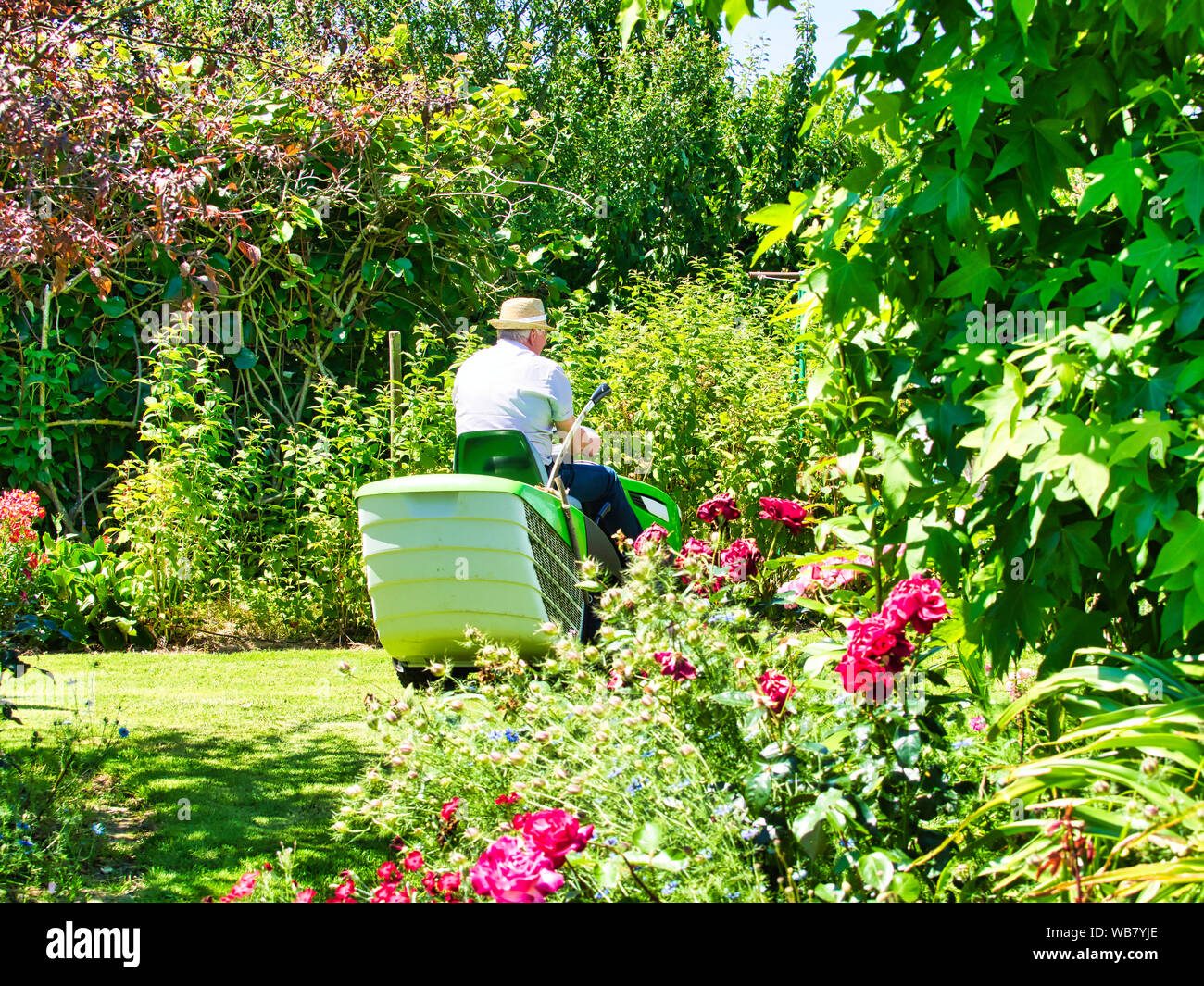 Senior man 75 old years driving a tractor lawn mower in garden with ...
