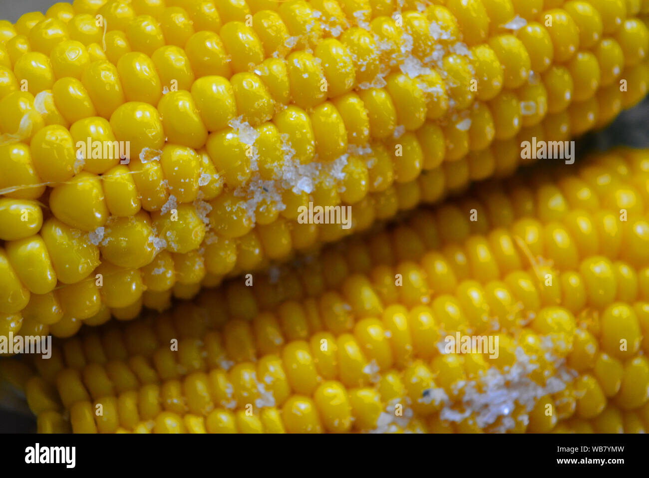 Tasty yellow boiled Ukrainian two pumpkins of corn and salt laid out on ...