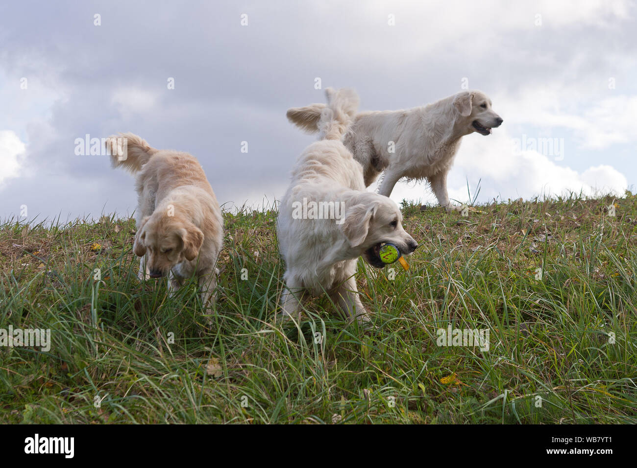 Labrador Retriever running in a grass field. Dog walking and playing in ...