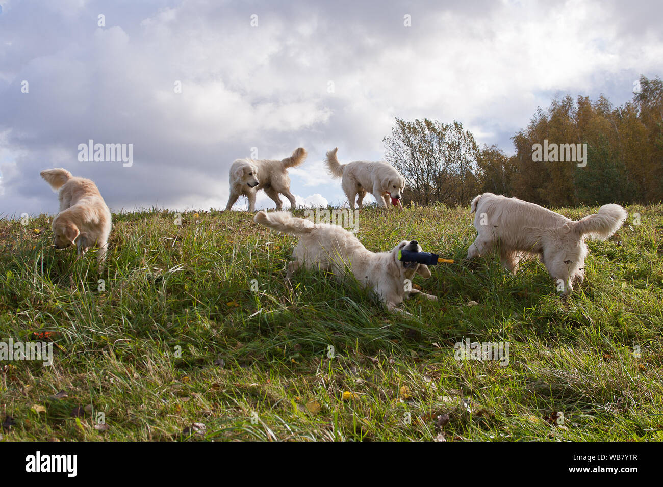 Labrador Retriever running in a grass field. Dog walking and playing in ...
