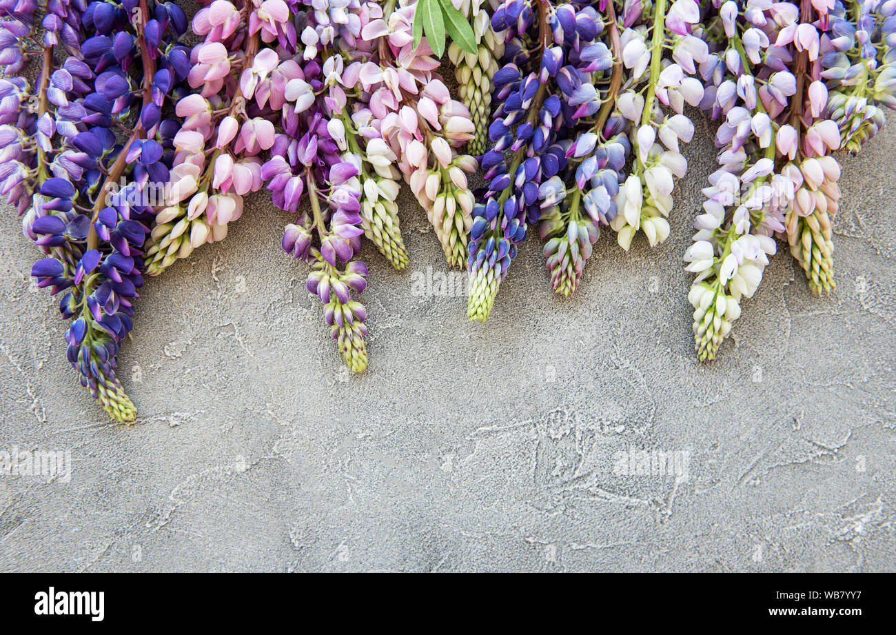 Pink and purple lupine flowers border on a grey concrete background ...