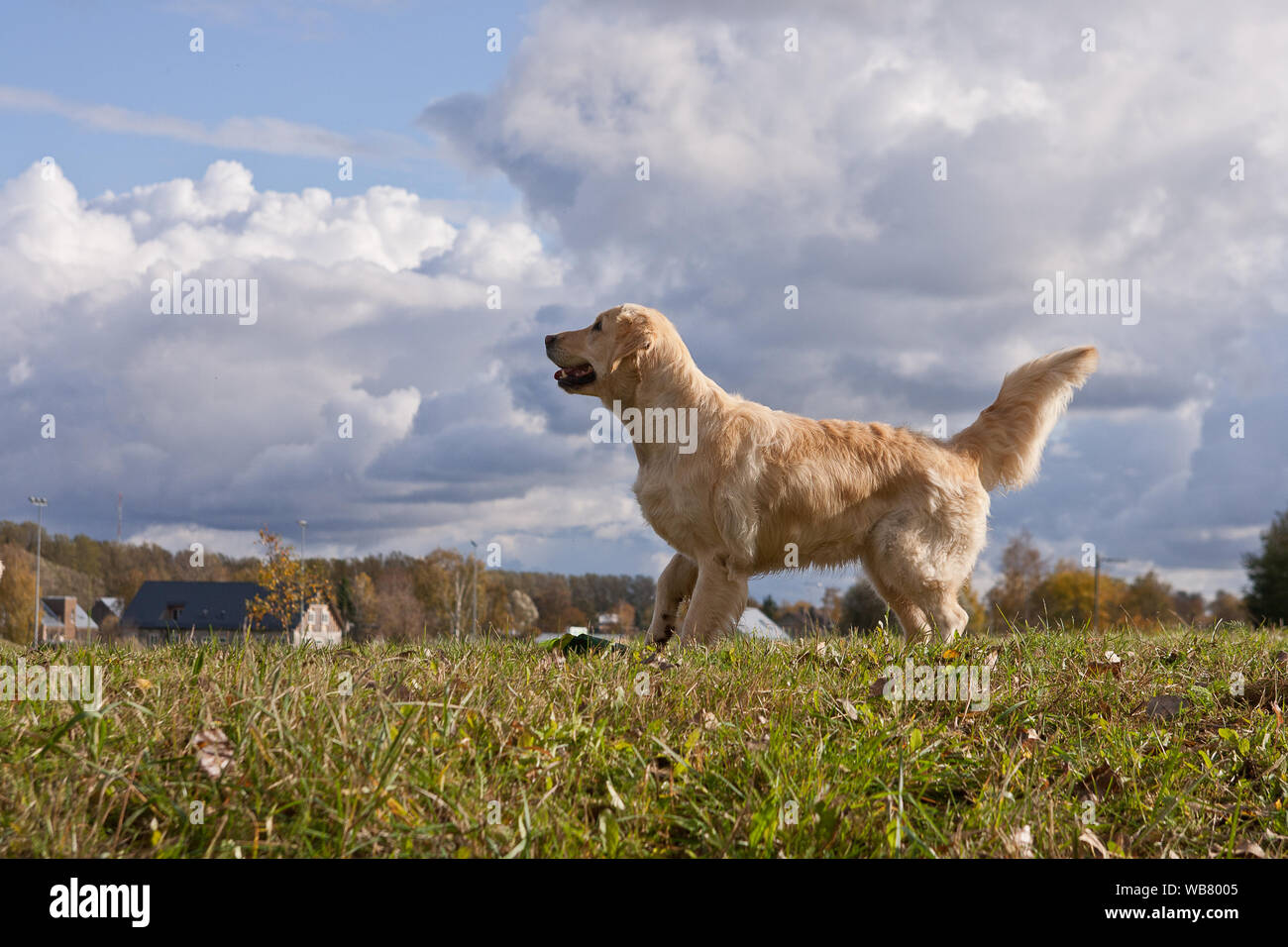 Labrador Retriever running in a grass field. Dog walking and playing in ...