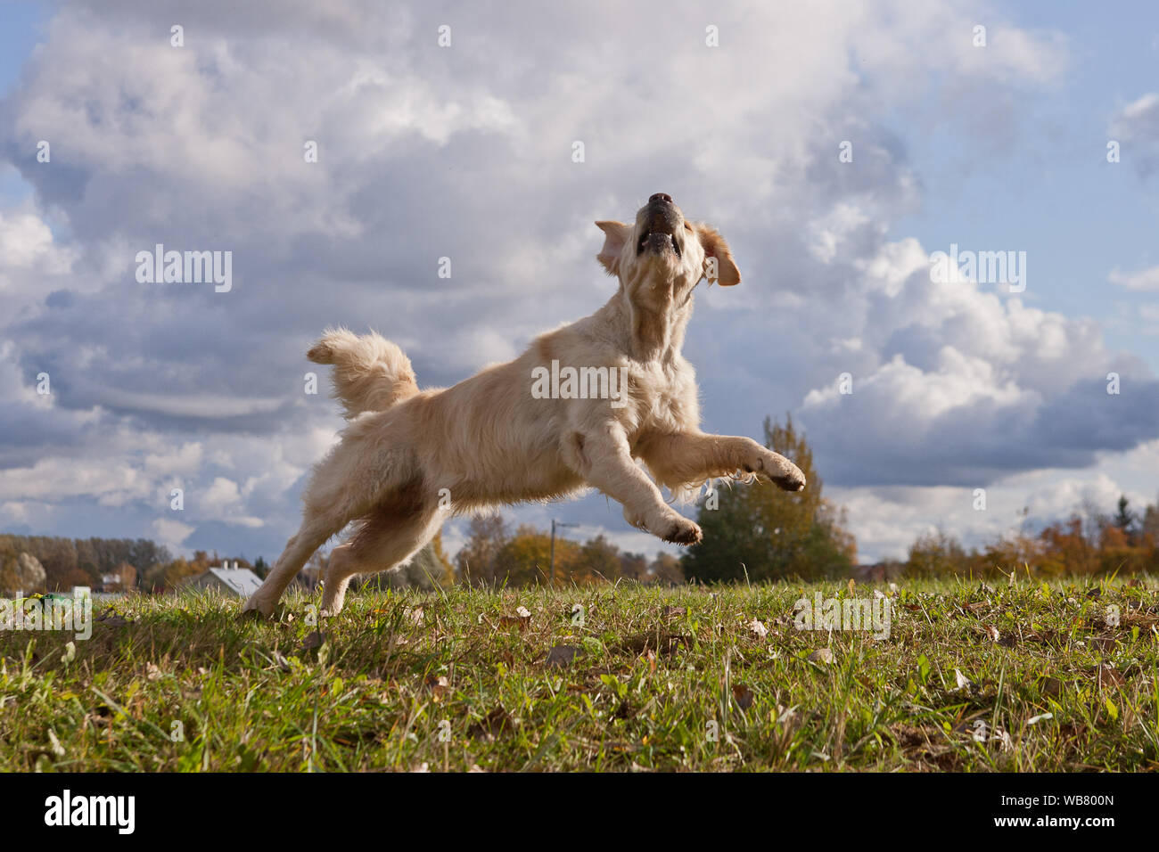 Labrador Retriever running in a grass field. Dog walking and playing in ...