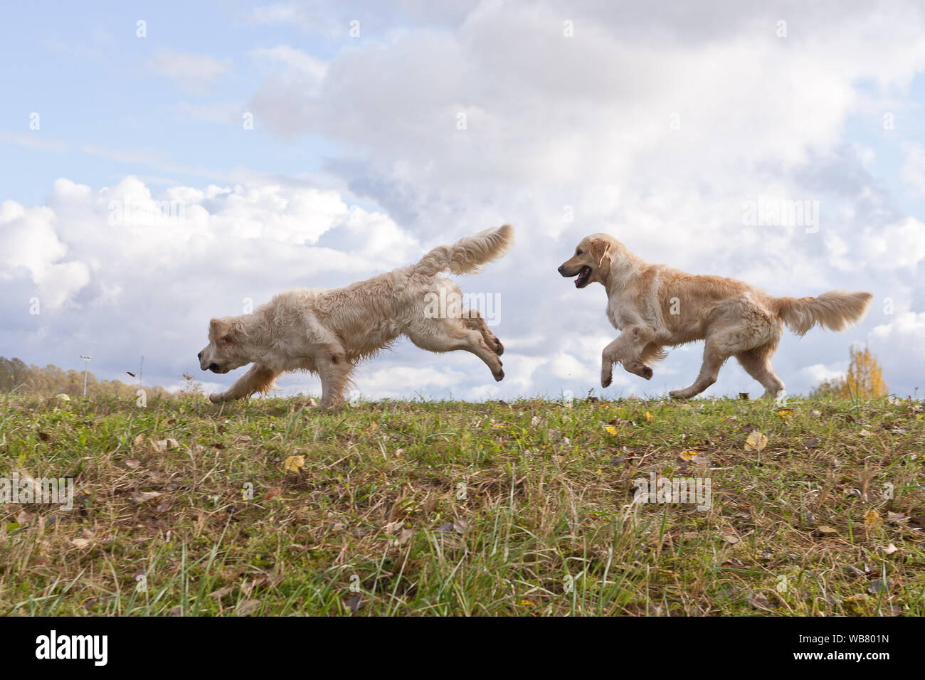 Labrador Retriever running in a grass field. Dog walking and playing in ...