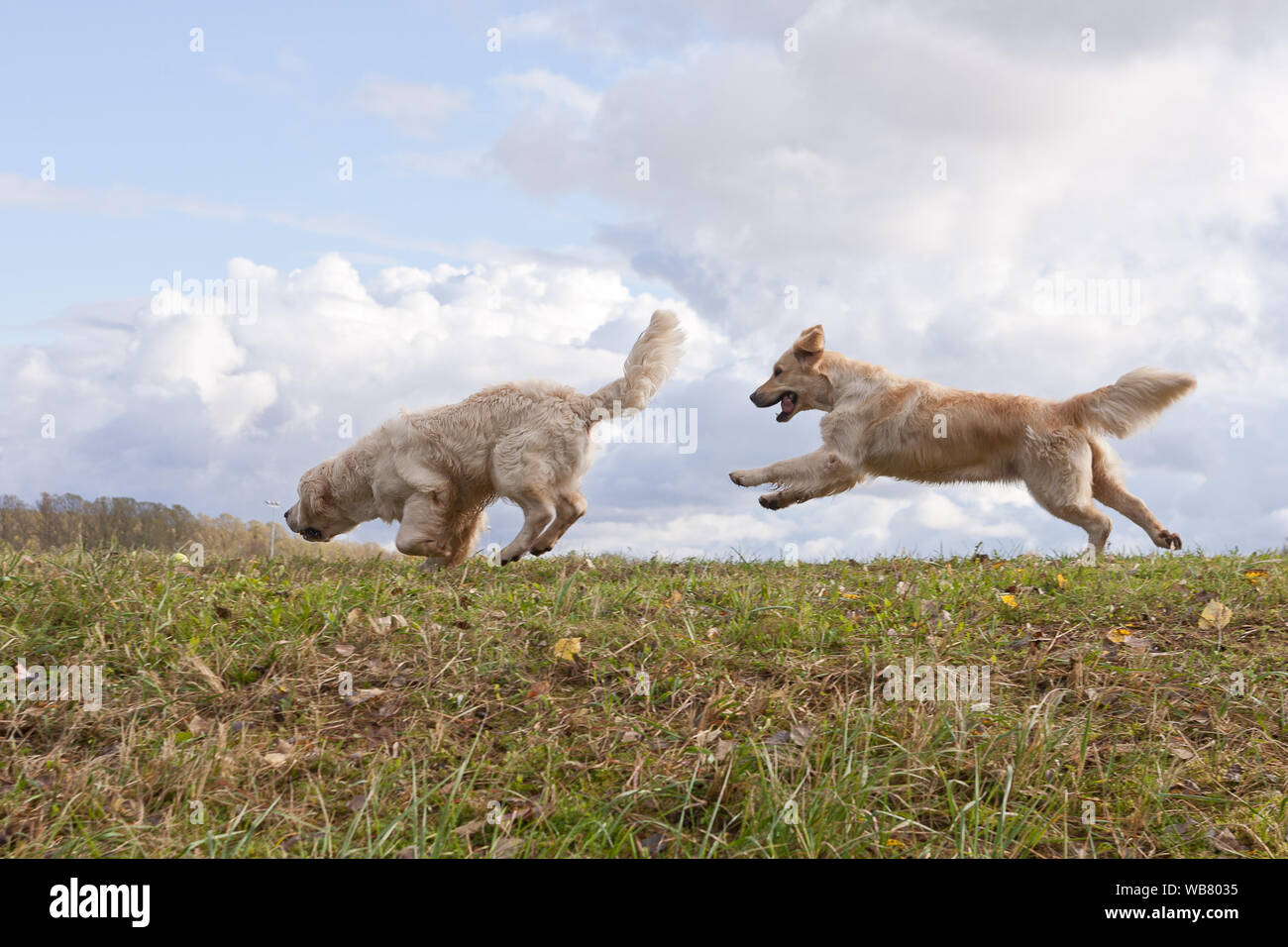 Labrador Retriever running in a grass field. Dog walking and playing in ...