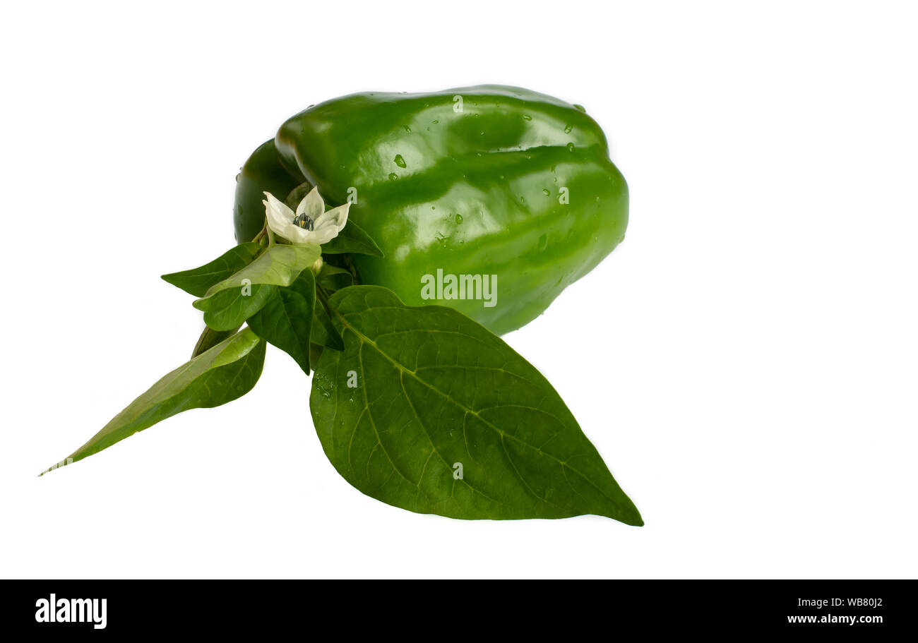 Green vegetable. One pepper with its leaves and white flower. isolated ...