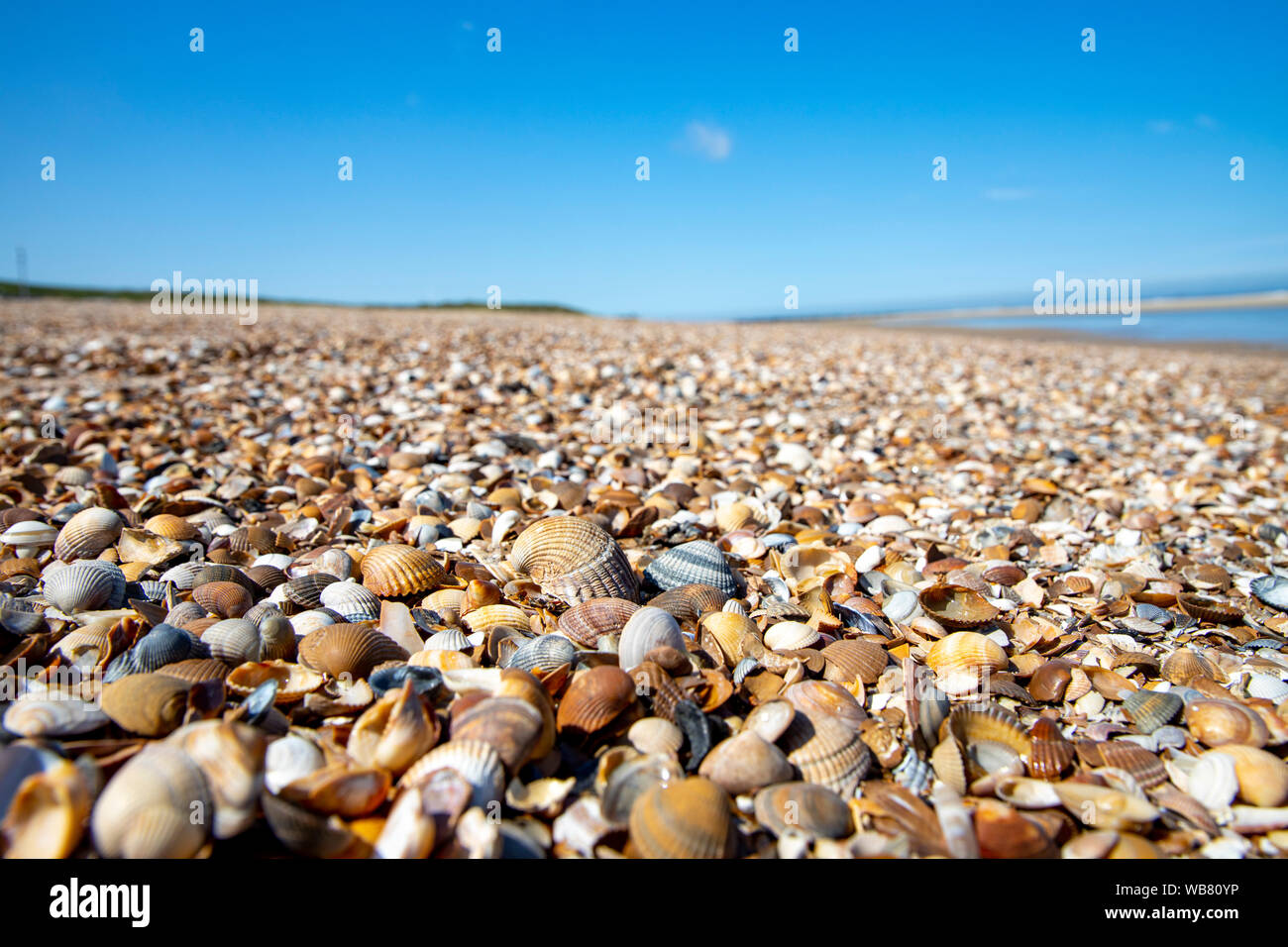 Beach near Oostkapelle, Zeeland province, Netherlands, Shells, Shells ...