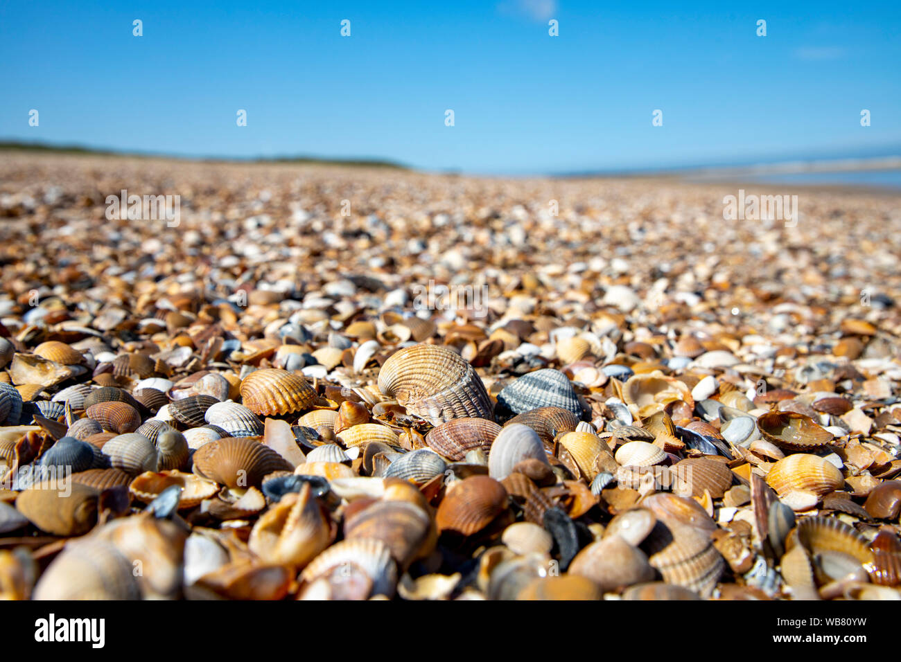 Beach near Oostkapelle, Zeeland province, Netherlands, Shells, Shells ...