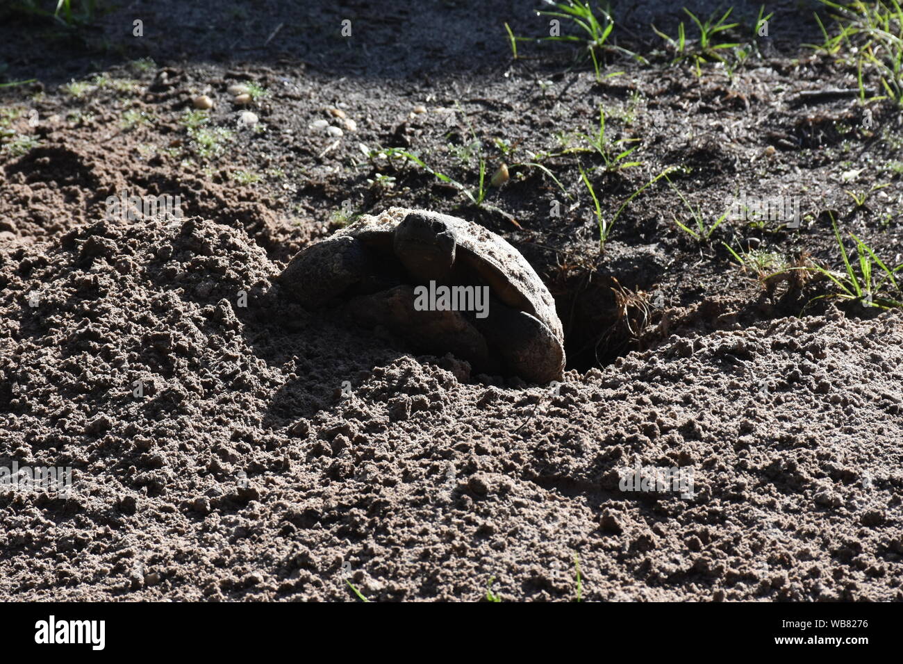 This wildlife photo of a Wild Gopher Tortoise was taken after it moved ...