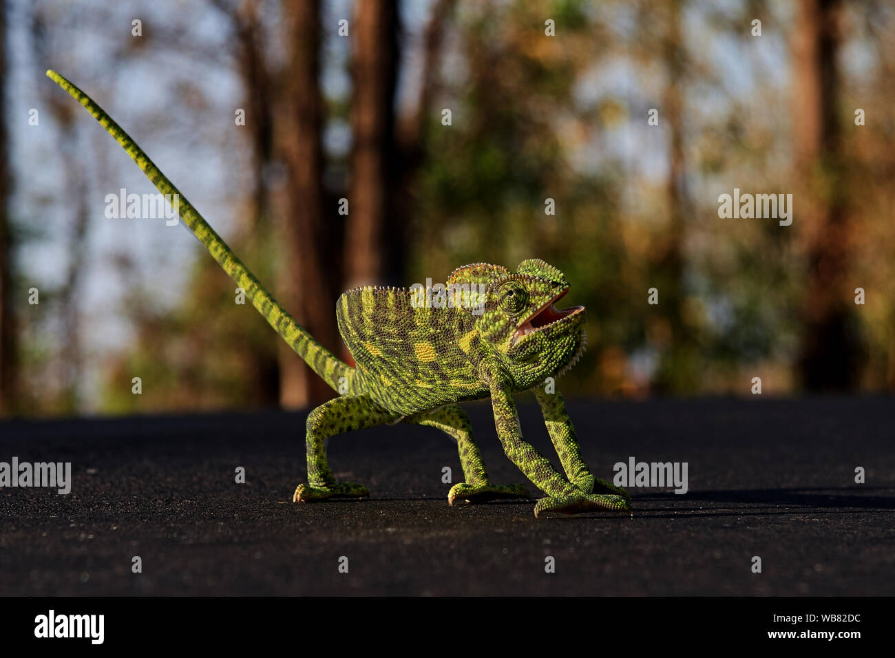 13 Mar 2005-Indian chameleon, Chamaeleo zeylanicus, on road of Malshej ...