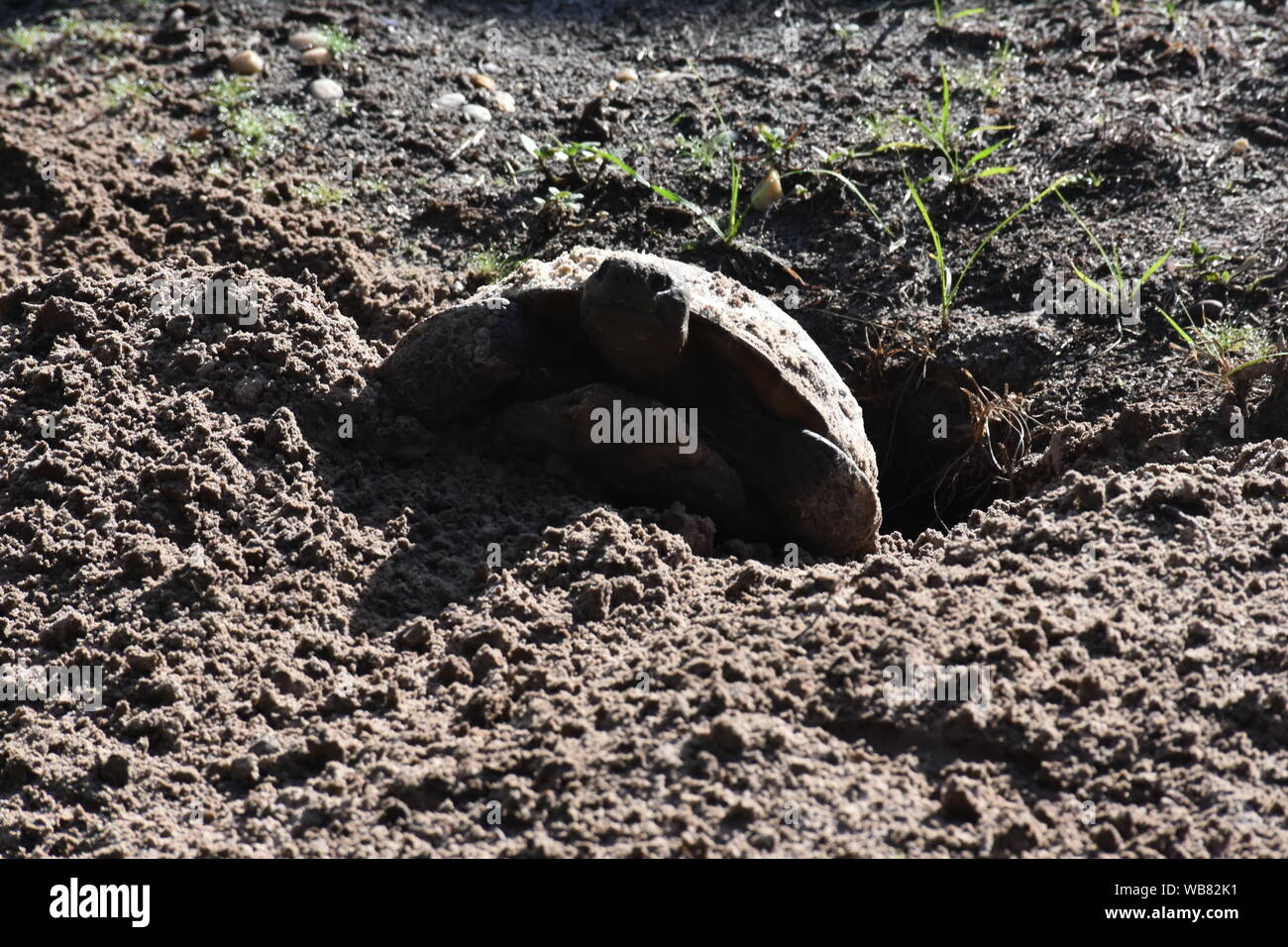 This wildlife photo of a Wild Gopher Tortoise was taken after it moved ...