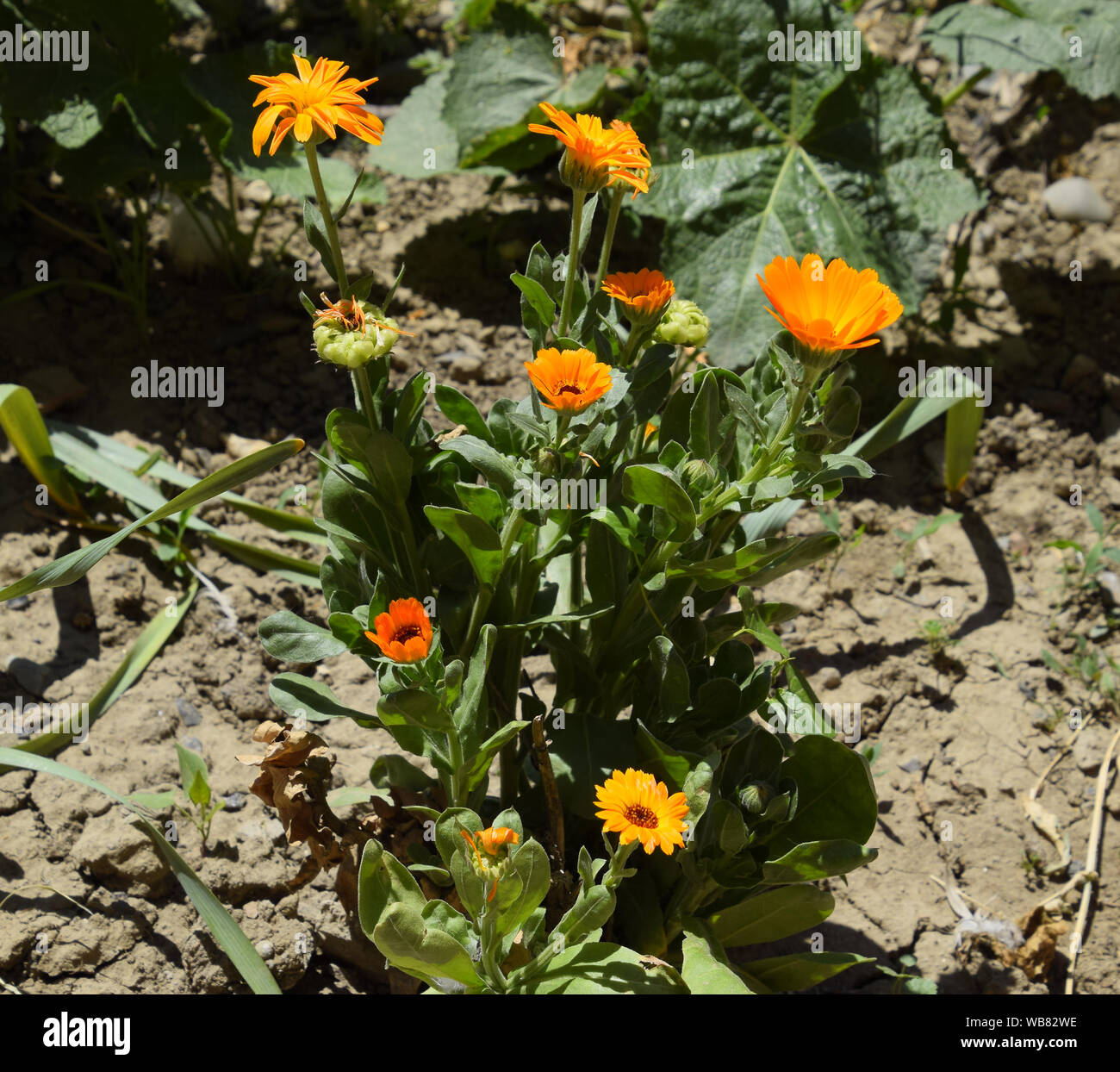 Marigold bloom in a bed. Orange flowers Stock Photo - Alamy
