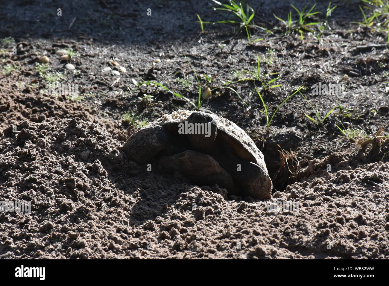 This wildlife photo of a Wild Gopher Tortoise was taken after it moved ...