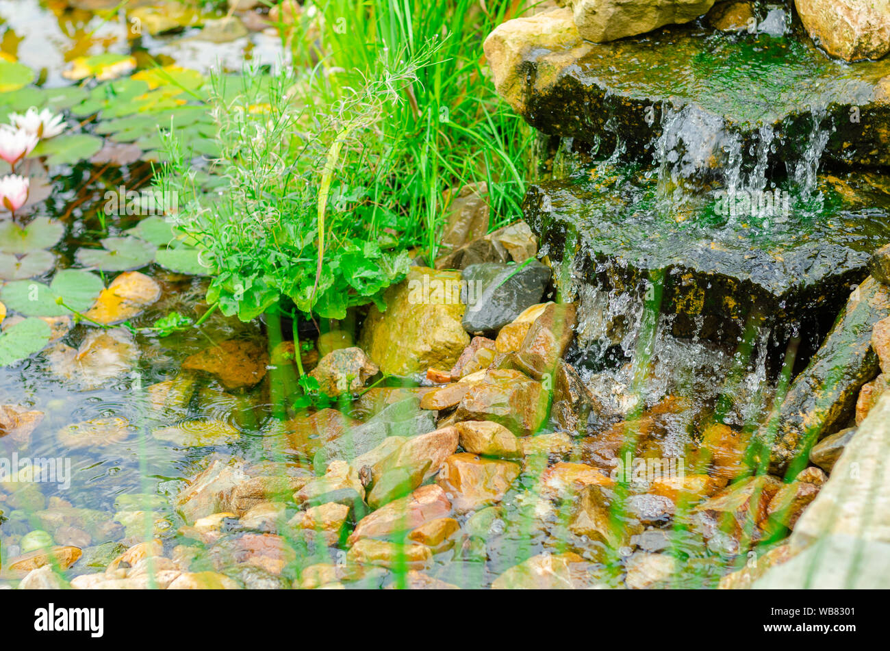 Natural pond in garden, bio garden with watterfall and water lilies ...