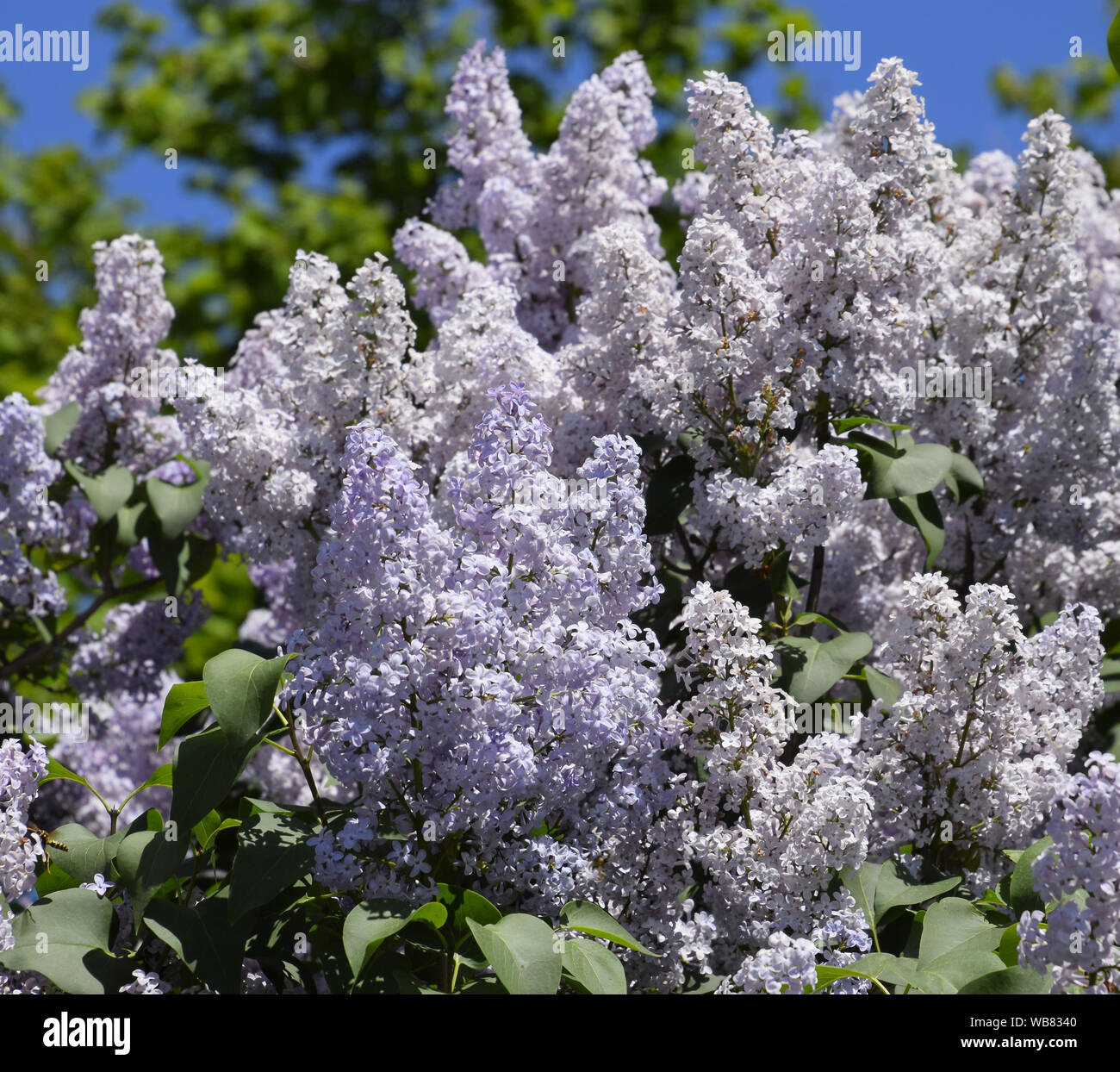 Flowers blooming lilac. Beautiful purple lilac flowers outdoors. Lilac ...