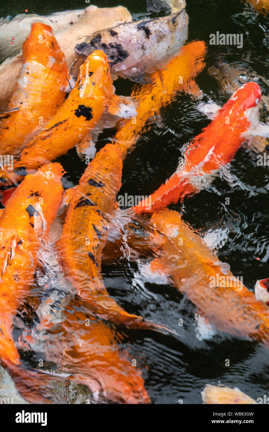 Photograph of many fish swimming side by side in fresh water Stock ...
