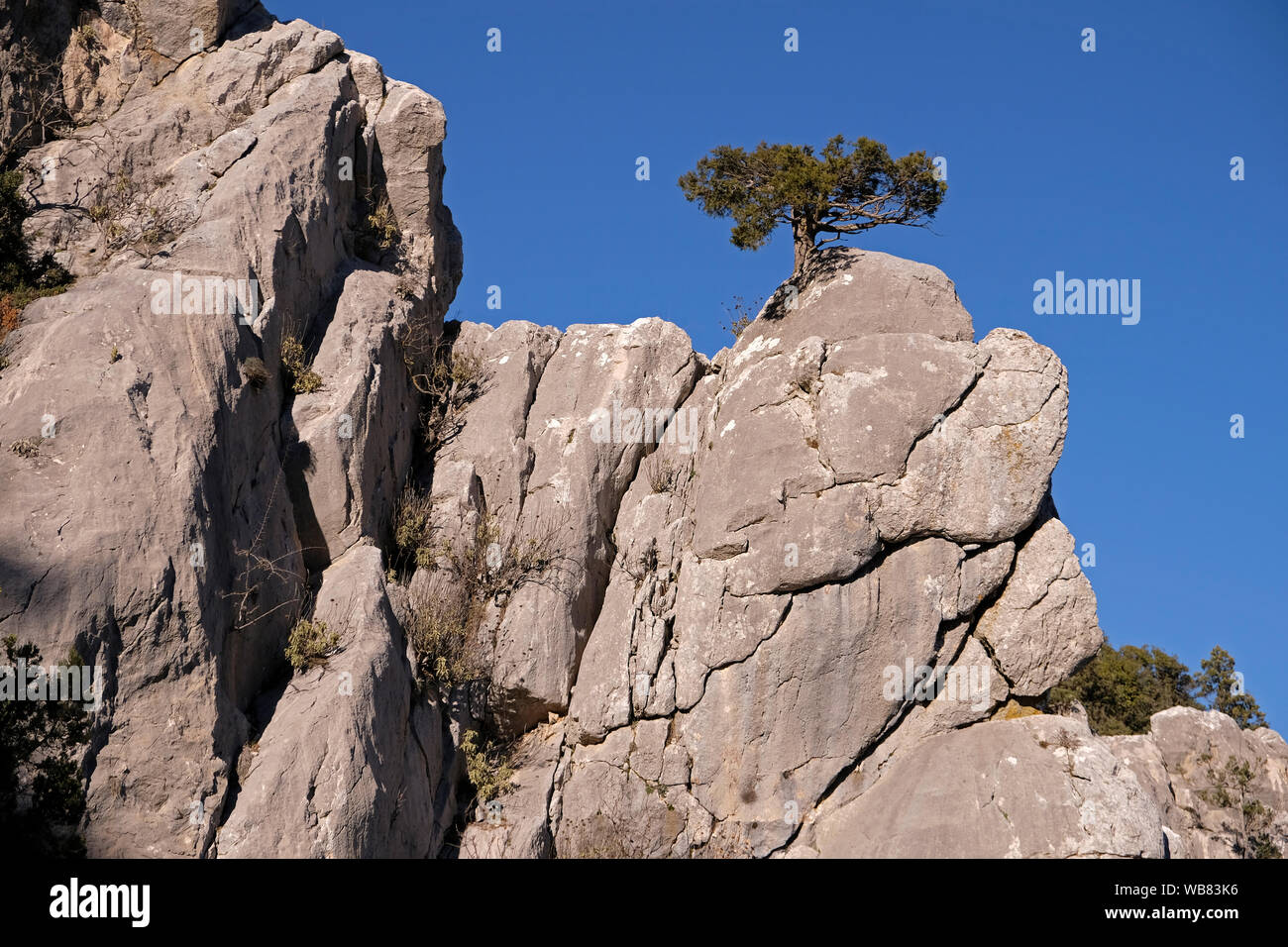 Turkey country tree hi-res stock photography and images - Alamy